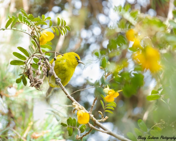 Hawaii Bird ʻamakihi Bird Photography Maui Bird Nature - Etsy
