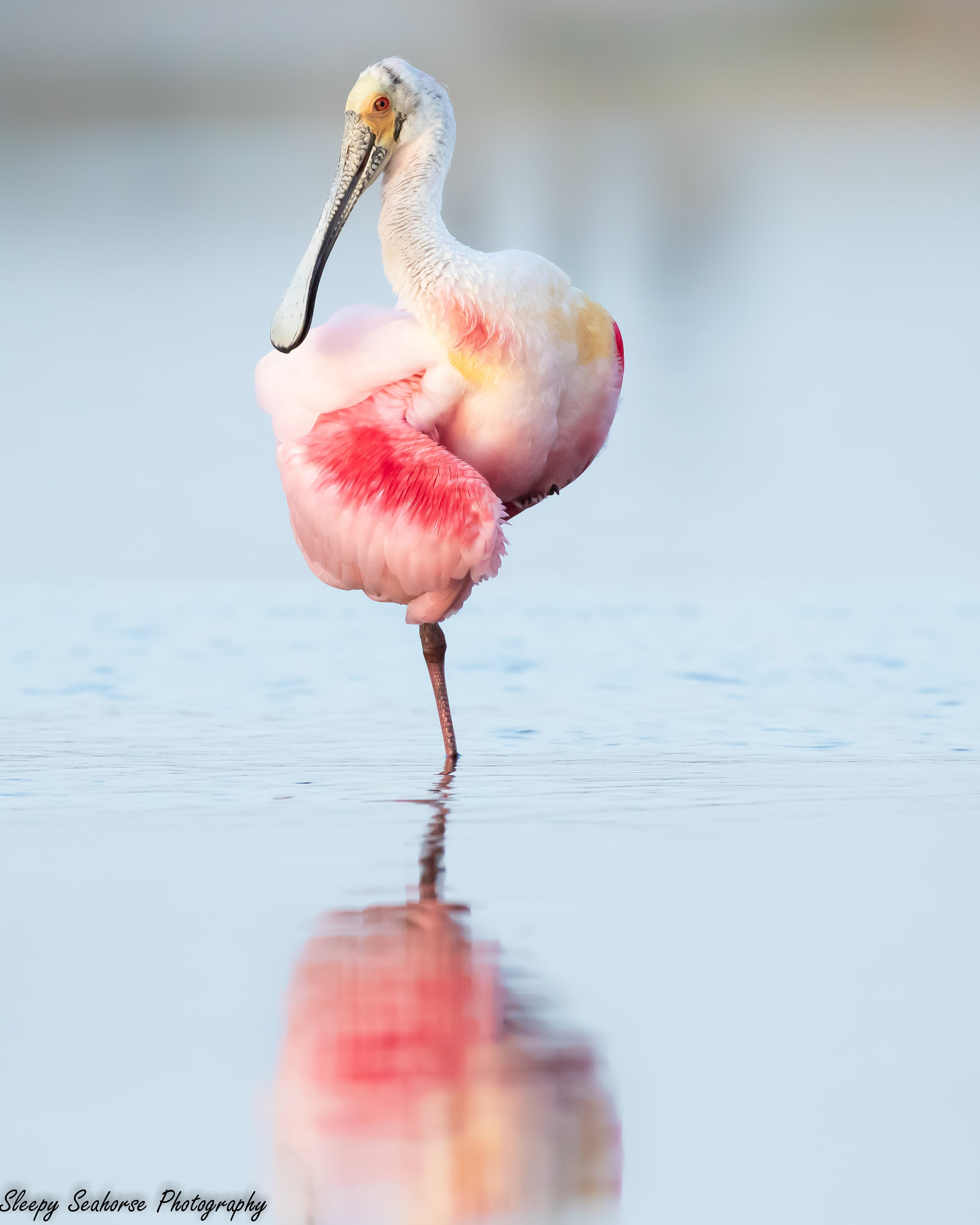 Roseate Spoonbill Photo Beach Bird Photography Coastal - Etsy