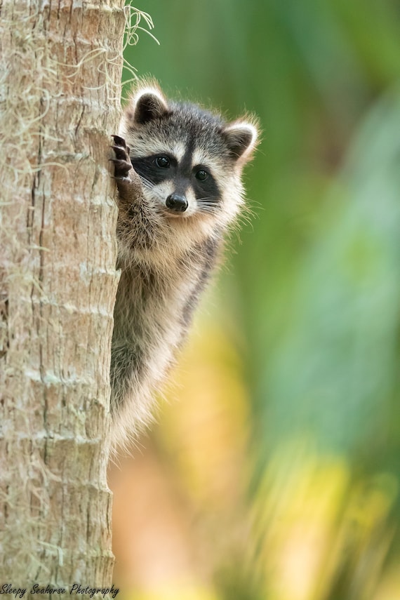 Raccoon Photo Florida Photography Wildlife Print Nature - Etsy
