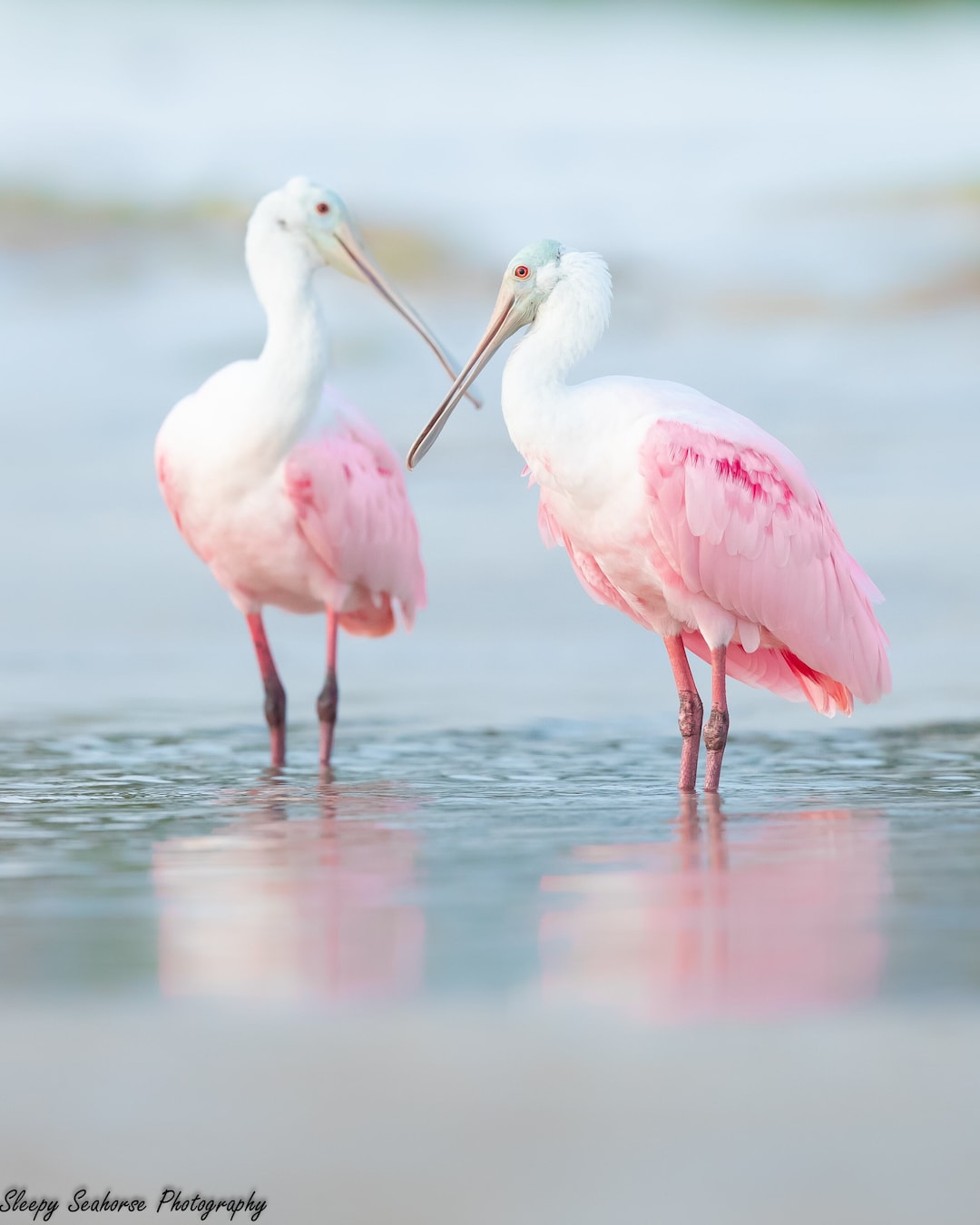 Roseate Spoonbills, Bird Photography, Florida Birds, Nature Print ...