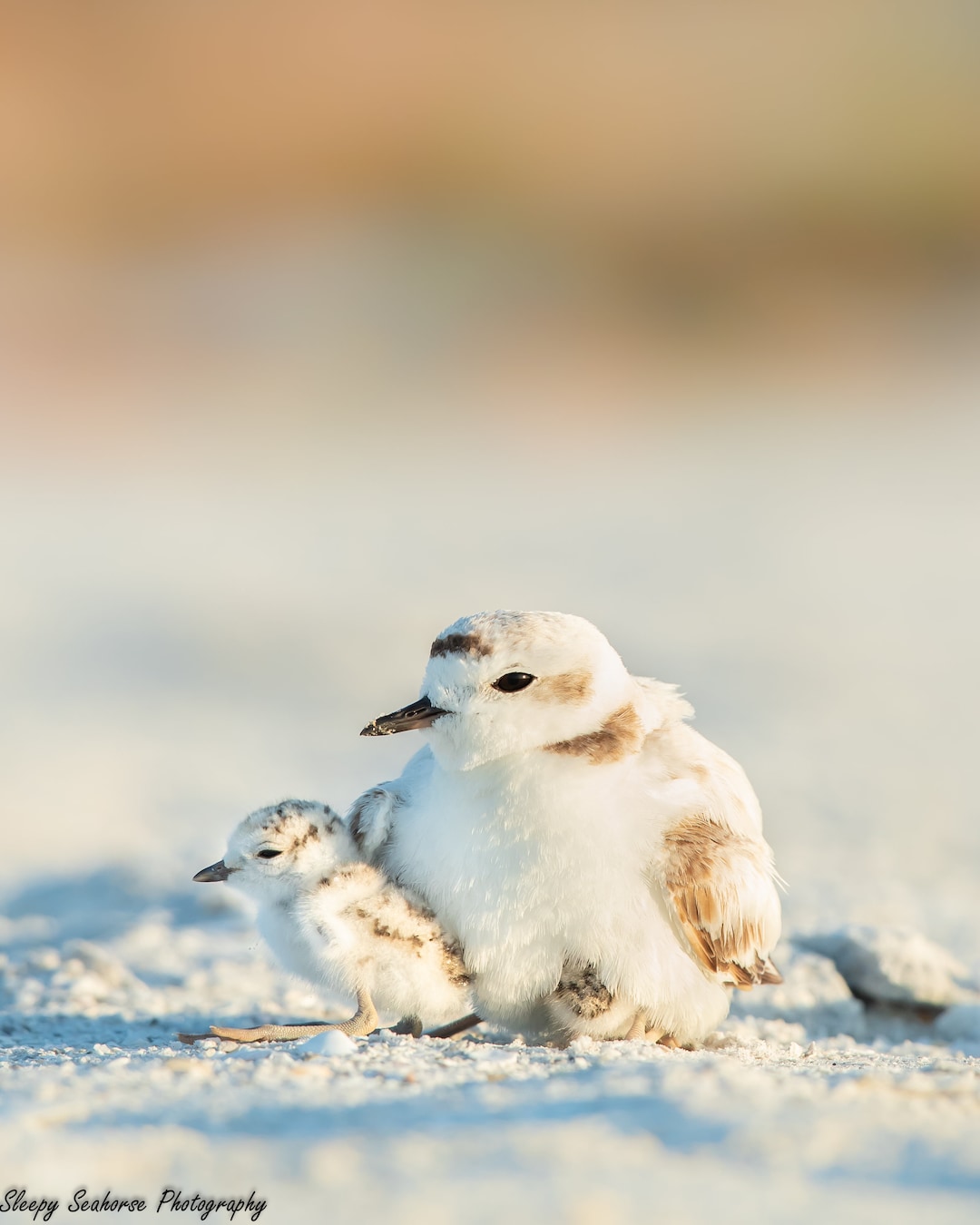 Baby Bird Photography, Florida Birds, Snowy Plover and Chick, Bird ...