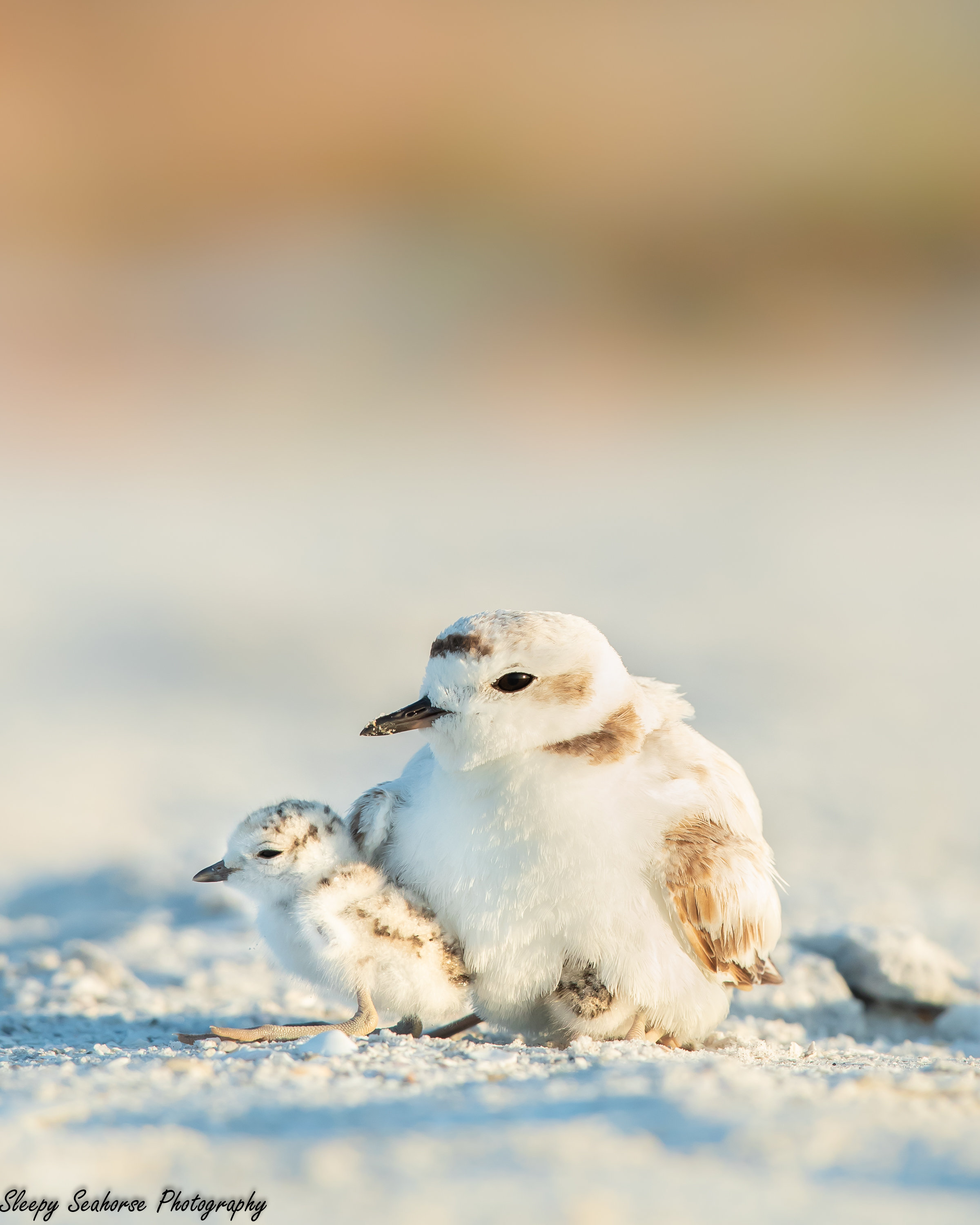Baby Bird Photography, Florida Birds, Snowy Plover and Chick, Bird ...