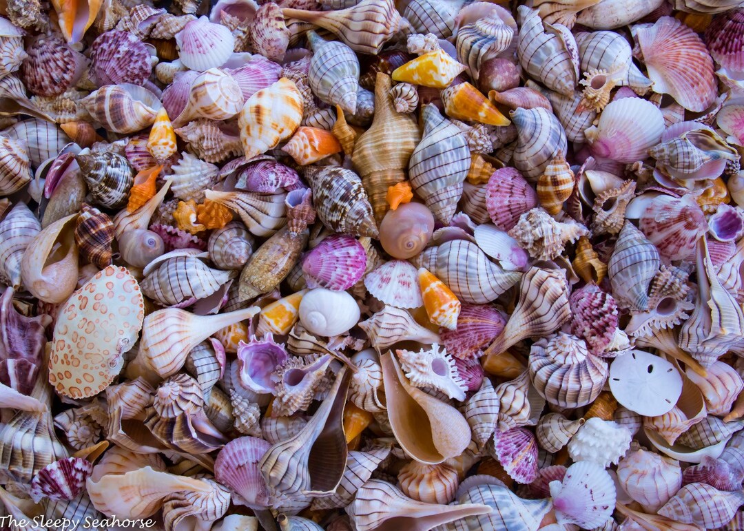 Seashell Photography, Shell Photo, Beach Decor, Florida Shell Print ...
