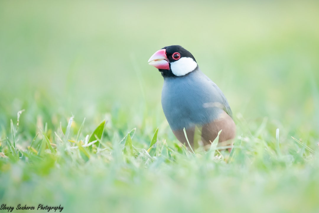 Java Sparrow, Hawaii Birds, Bird Photography, Maui Bird, Wildlife Print ...