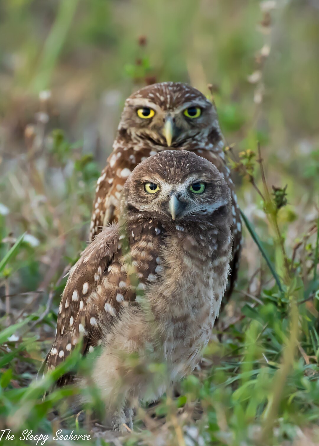 Bird Photography, Burrowing Owl, Cape Coral, Owl Print, Florida ...