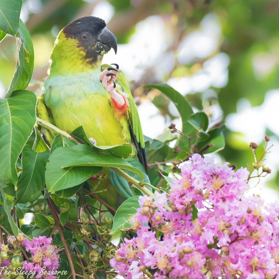 Nanday Parakeet Print, Bird Photography, Green Conure, Nature Photo ...