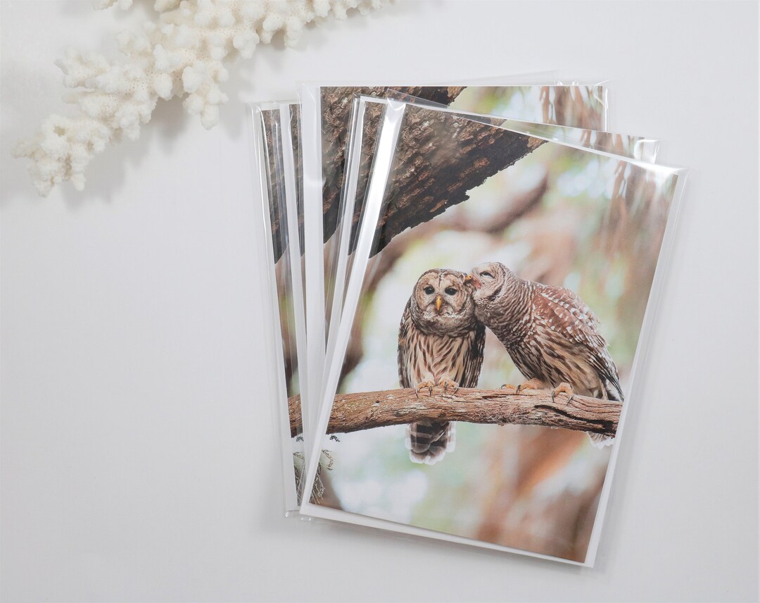 Barred Owl Note Cards, Set of 5 Owl Notecards, Blank Cards, Bird ...