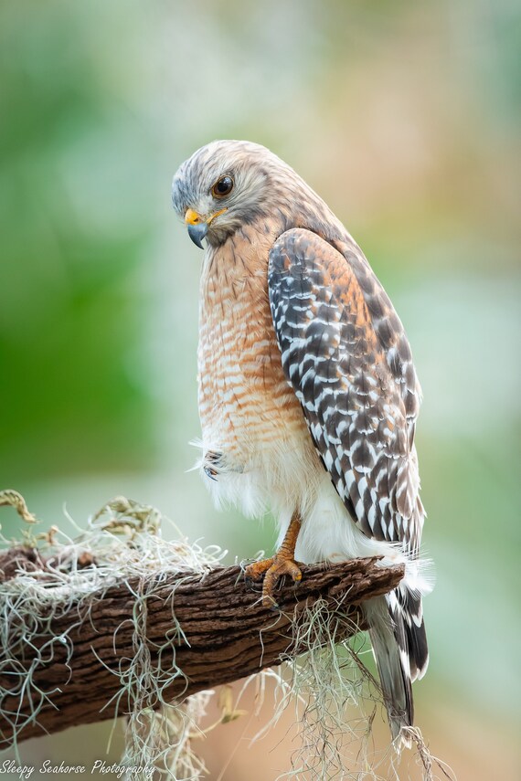 Baby Red Shouldered Hawk