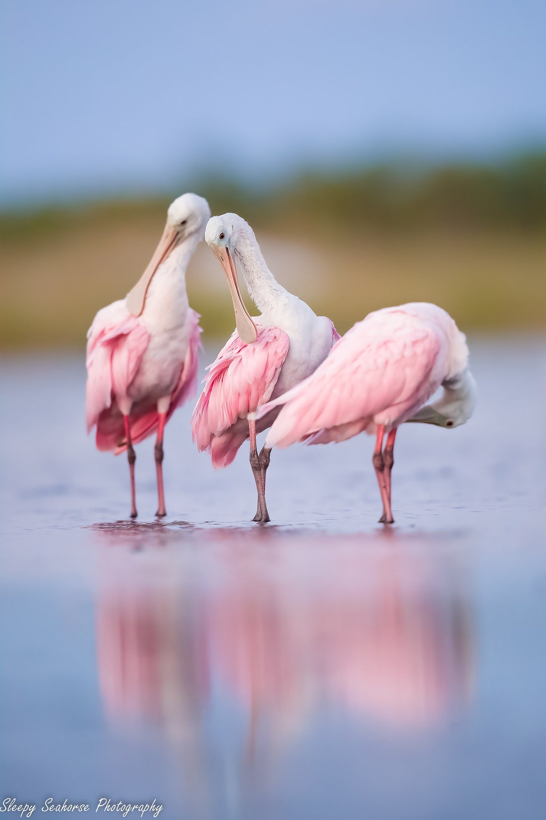 Roseate Spoonbills, Bird Photography, Florida Photography, Nature Print ...
