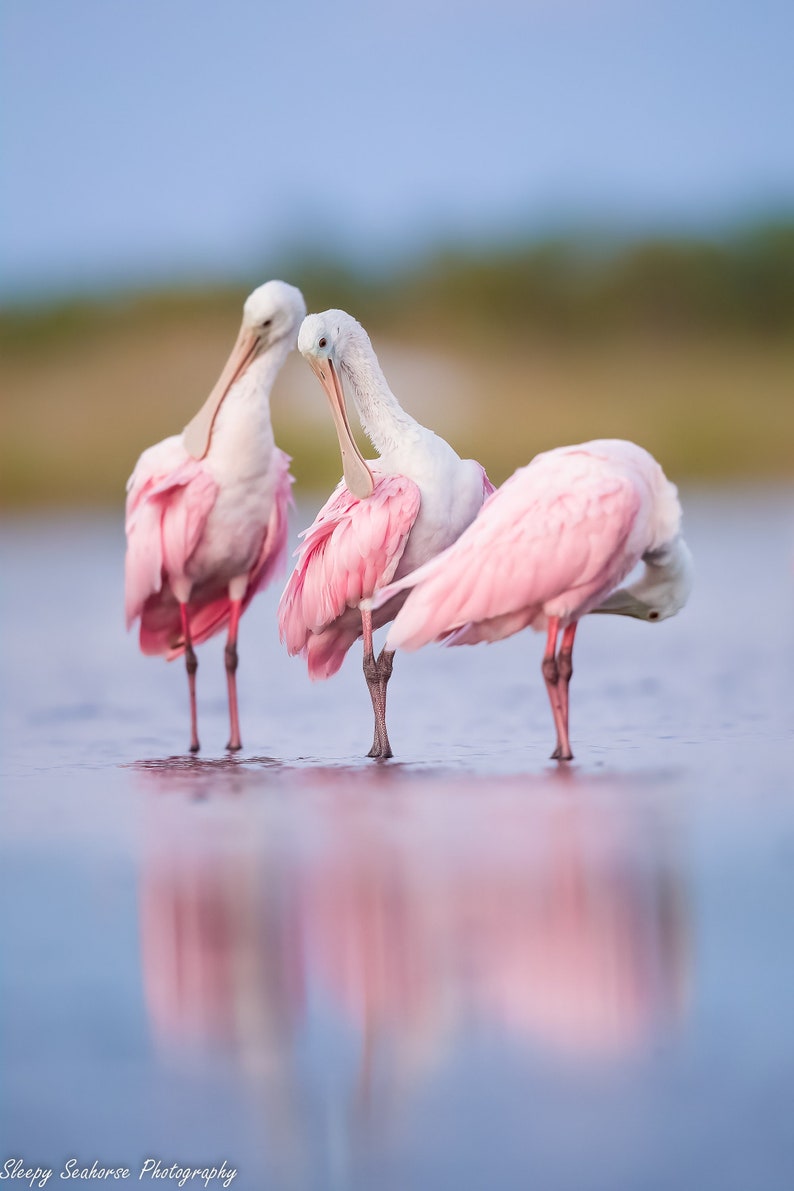 Roseate Spoonbills, Bird Photography, Florida Photography, Nature Print ...
