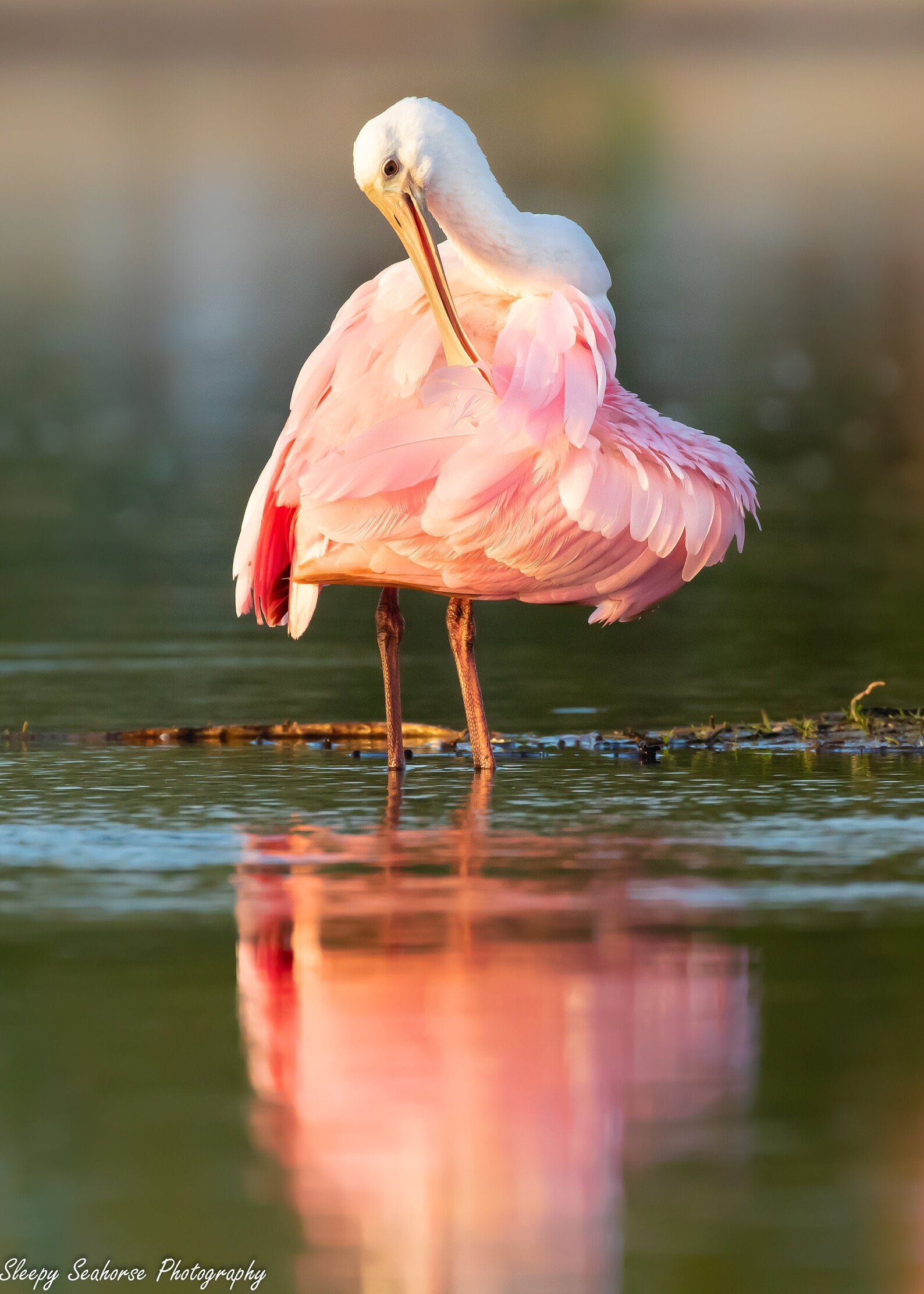 Roseate Spoonbill, Pink Bird, Bird Photography, Coastal Decor, Florida ...