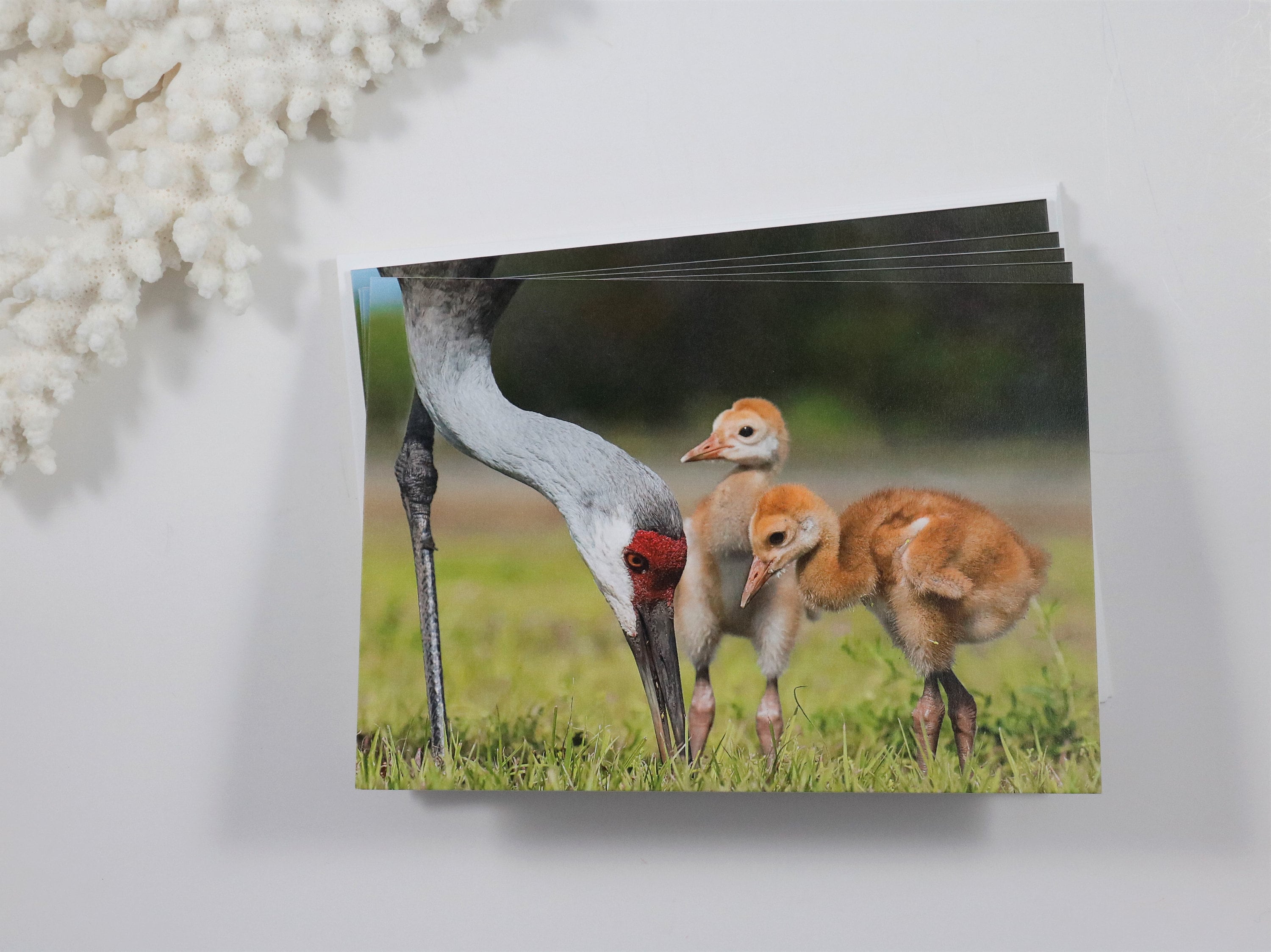 Sandhill Crane Note Cards Set of 5 Bird Note Cards Greeting - Etsy