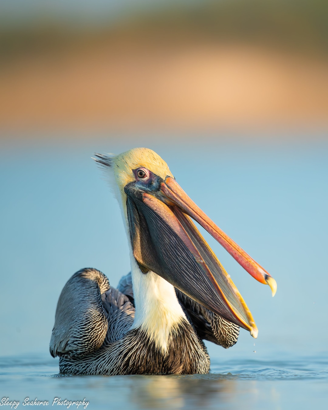 Brown Pelican Photo, Bird Photography, Smiling Pelican Print, Florida ...