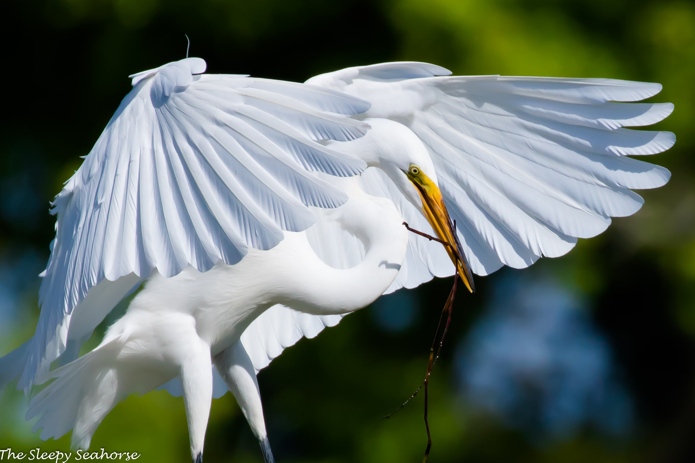 Photography Pensacola Florida Photograph // White Bird Print // Bird ...