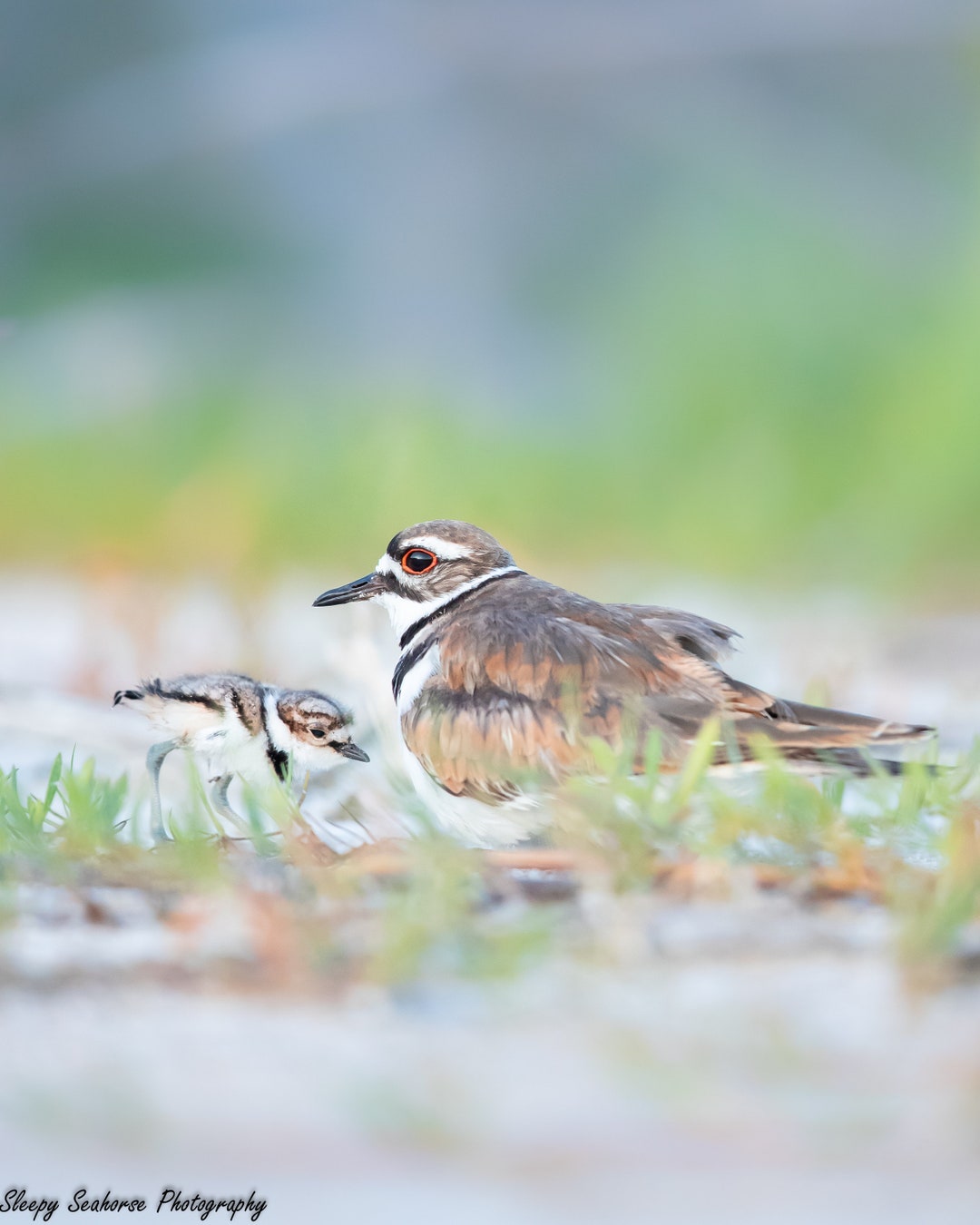Baby Killdeer, Baby Bird, Bird Photography, Florida Bird, Killdeer ...