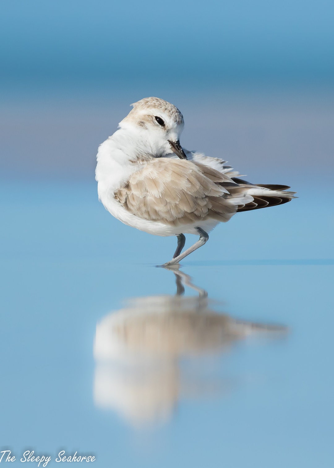 Beach Photography, Florida Birds, Snowy Plover, Bird Photography ...