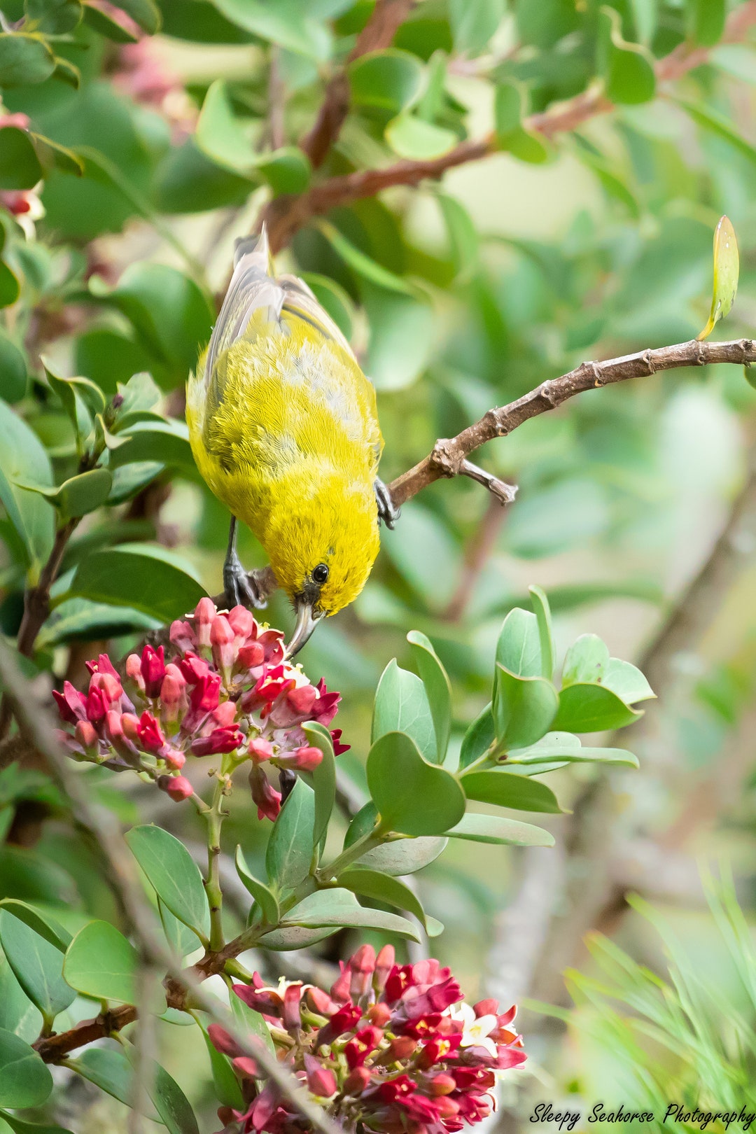 Hawaii Birds, ʻamakihi, Bird Photography, Maui Bird, Nature Photo ...