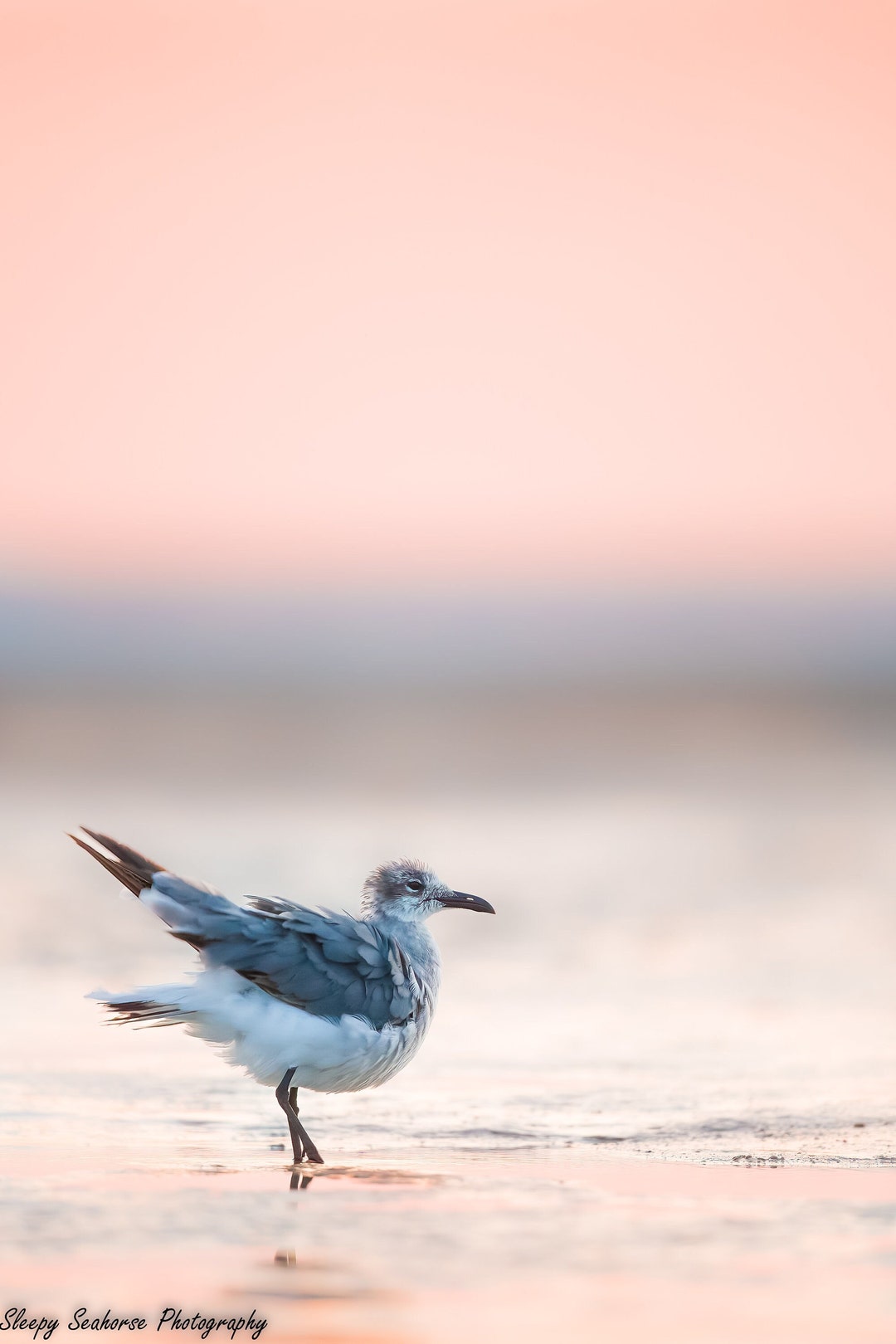 Laughing Gull, Seagull, Pink Sunset, Bird Photography, Coastal Wall Art ...