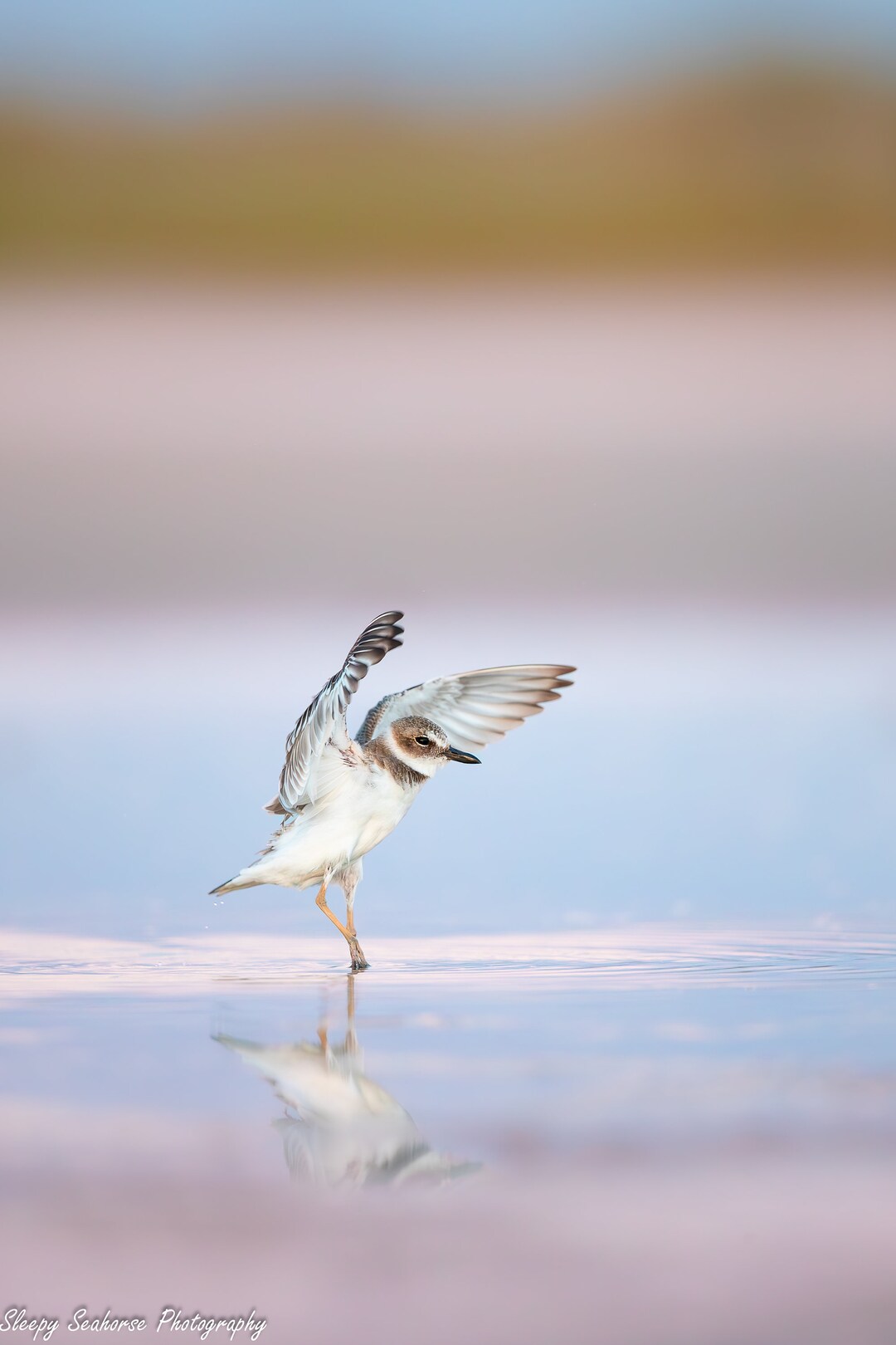 Wilson's Plover Photo, Plover Print, Coastal Bird Photography, Florida ...