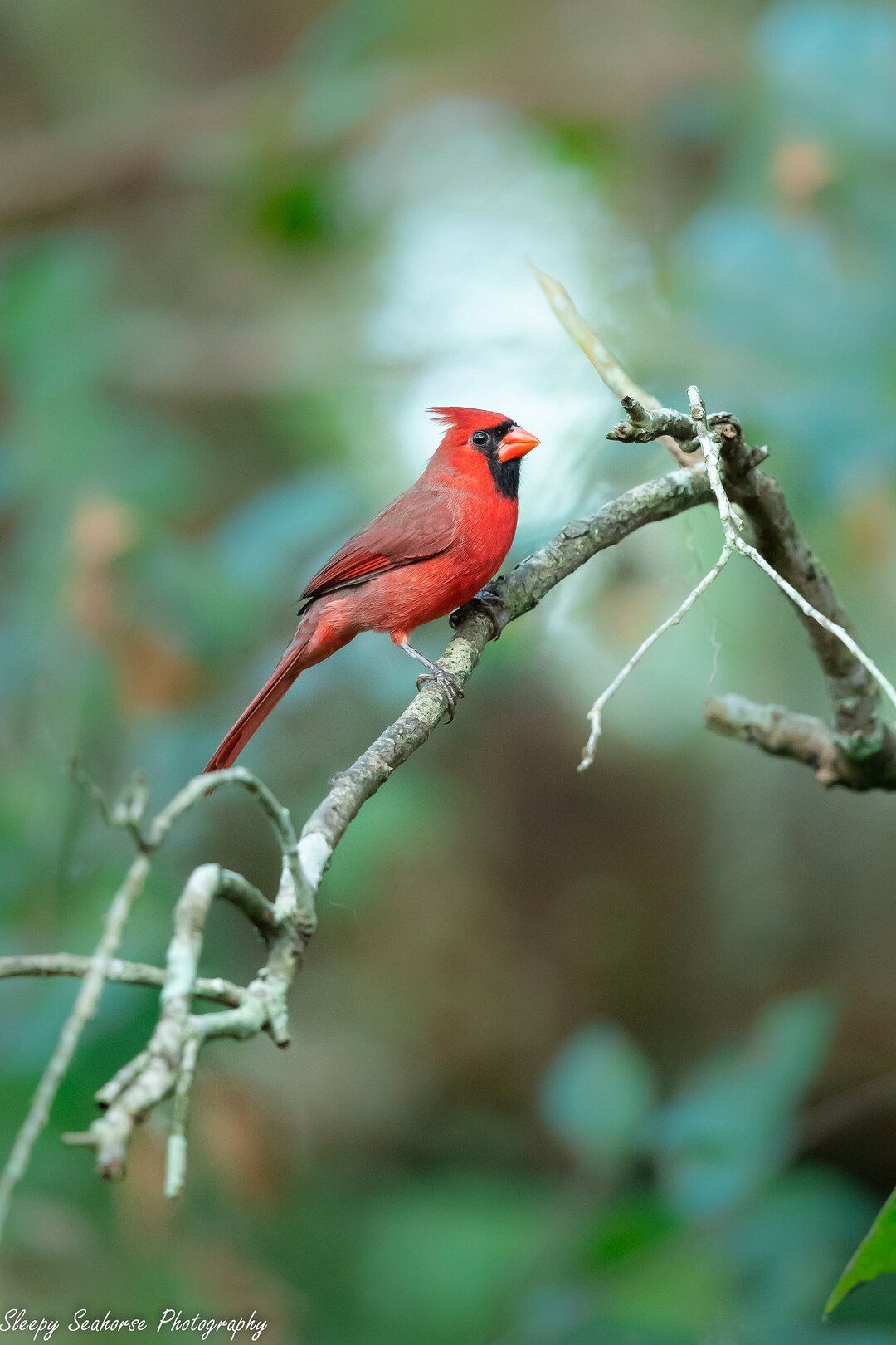 Bird Photography, Male Northern Cardinal, Red Bird, Nature Photography ...