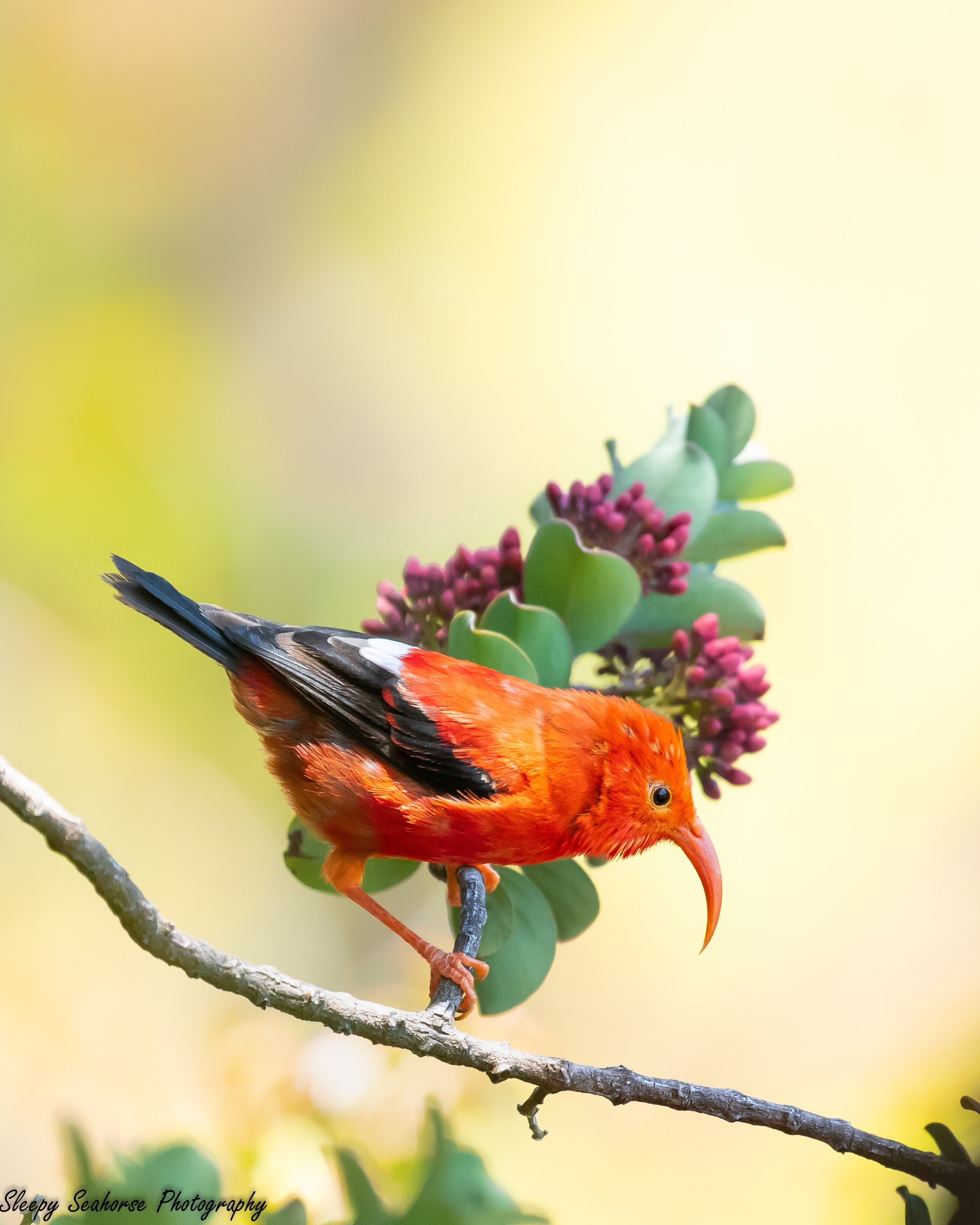 Hawaii Bird Print, ʻi'iwi, Bird Photography, Maui Bird, Hawaiian ...