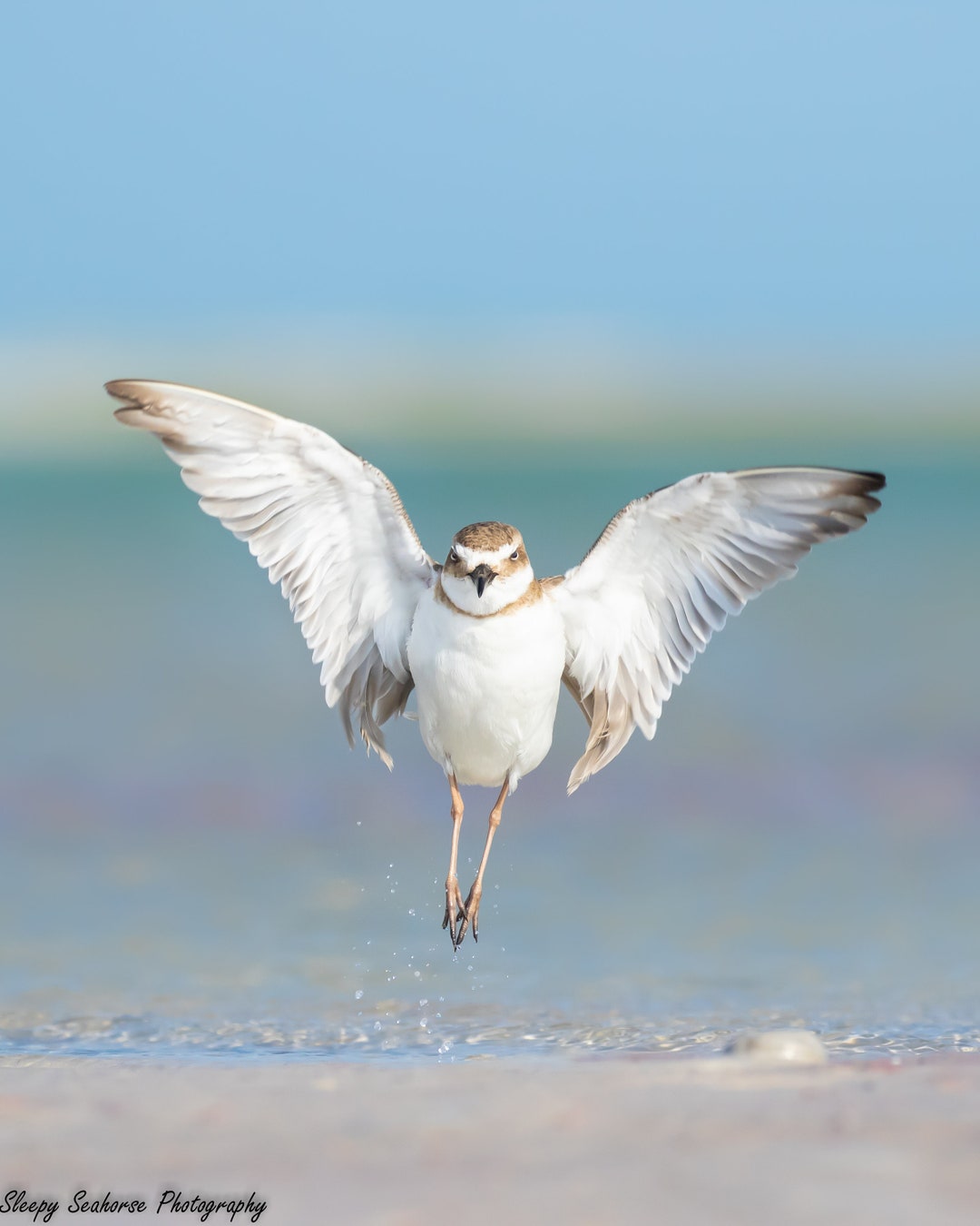 Bird Photography, Plover Photo, Coastal Decor, Florida Photography ...