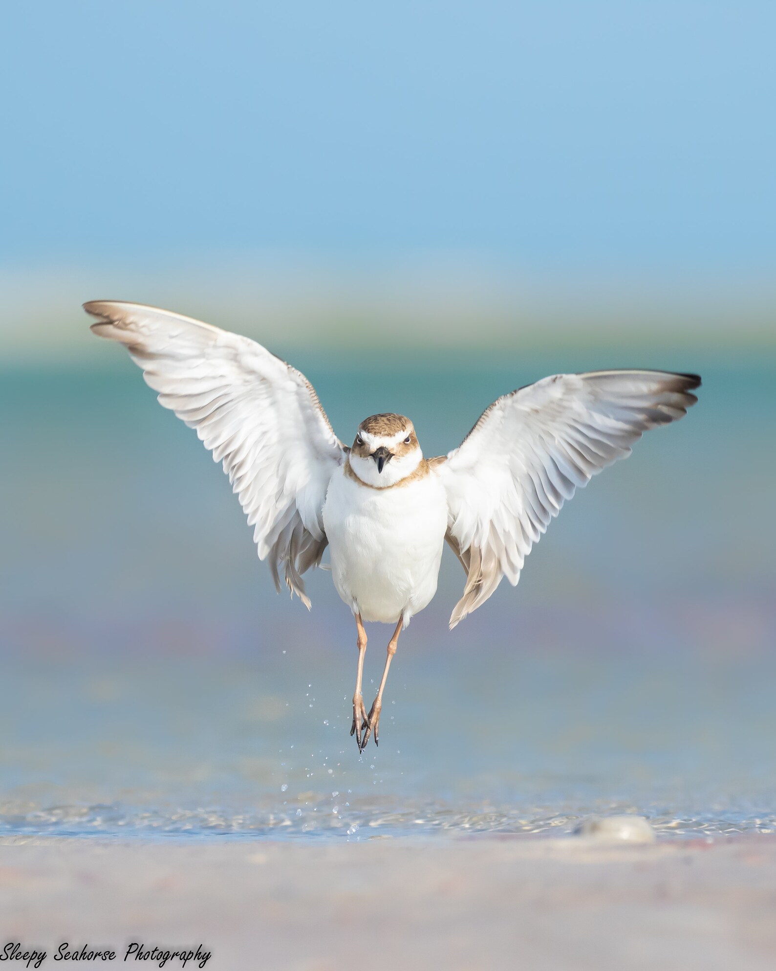 Bird Photography, Plover Photo, Coastal Decor, Florida Photography ...