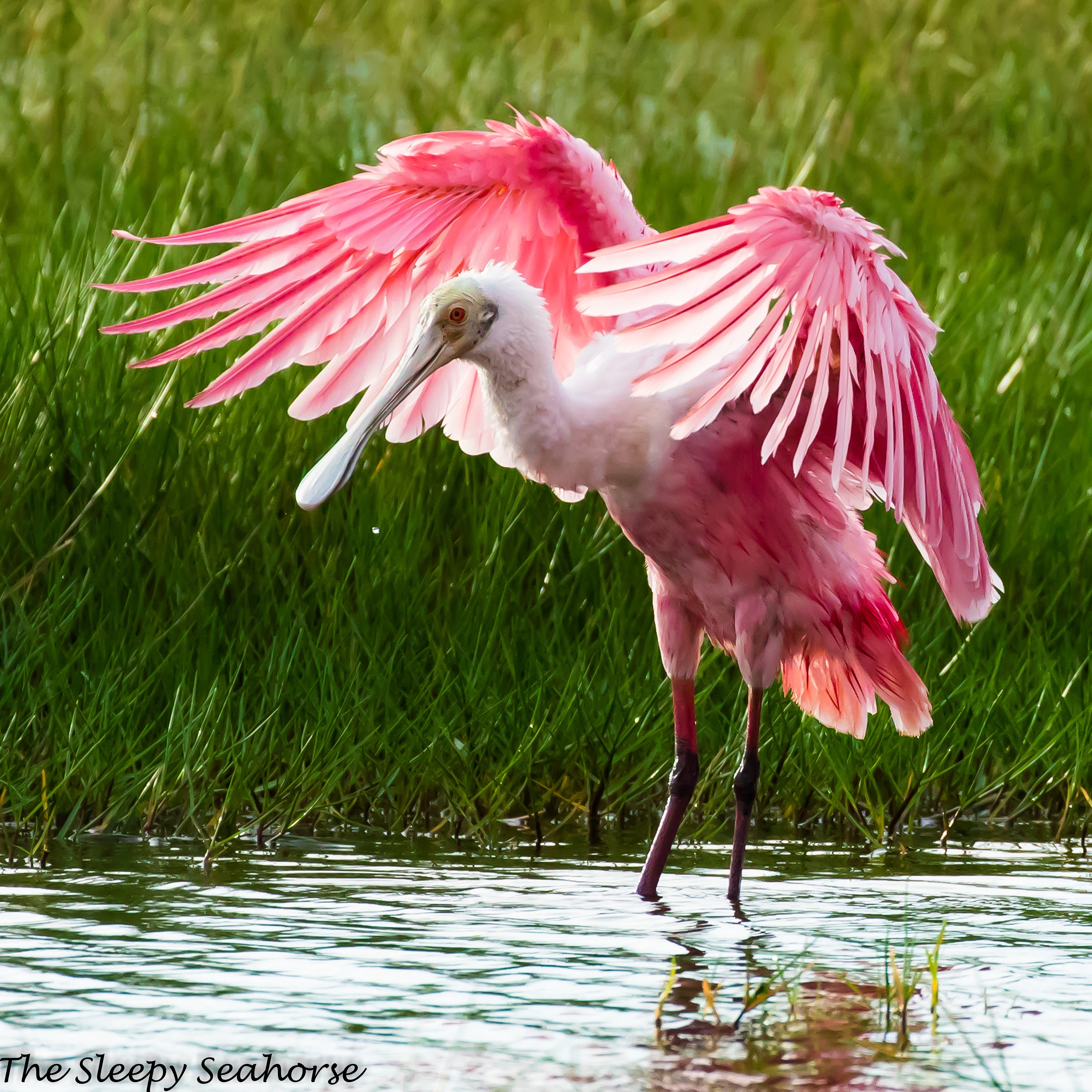 Roseate Spoonbill Photo Bird Photography Florida Birds - Etsy