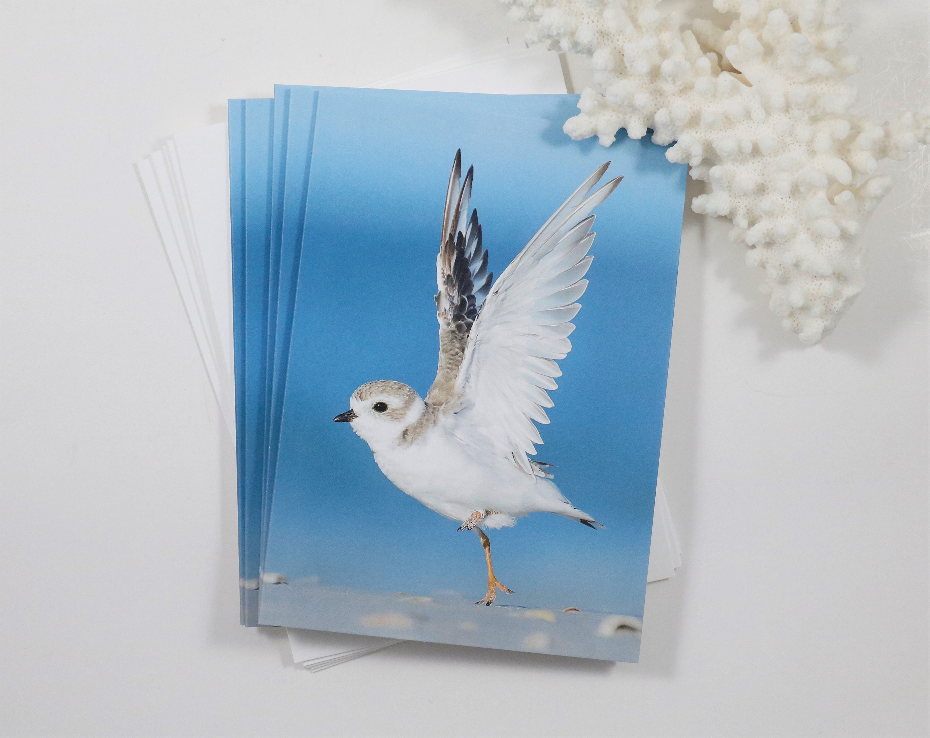 Bird Note Cards Set of 5 Notecards Blank Cards Nature - Etsy