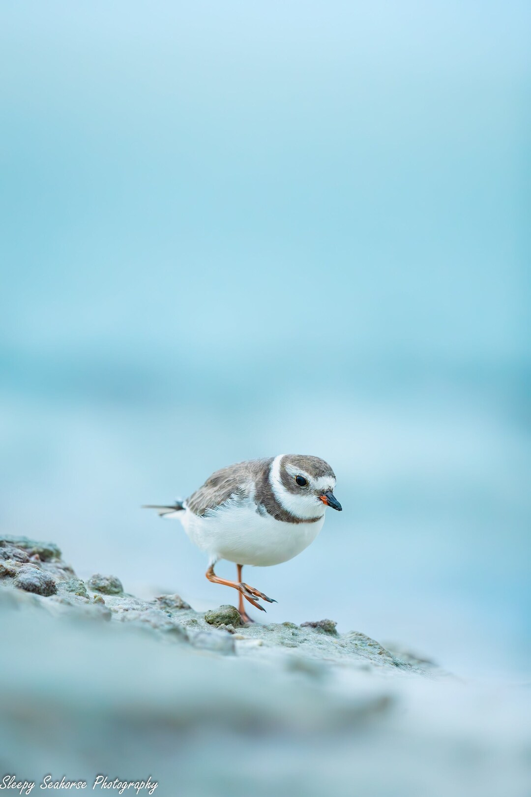 Florida Bird Photography, Semipalmated Plover, Little Beach Bird ...