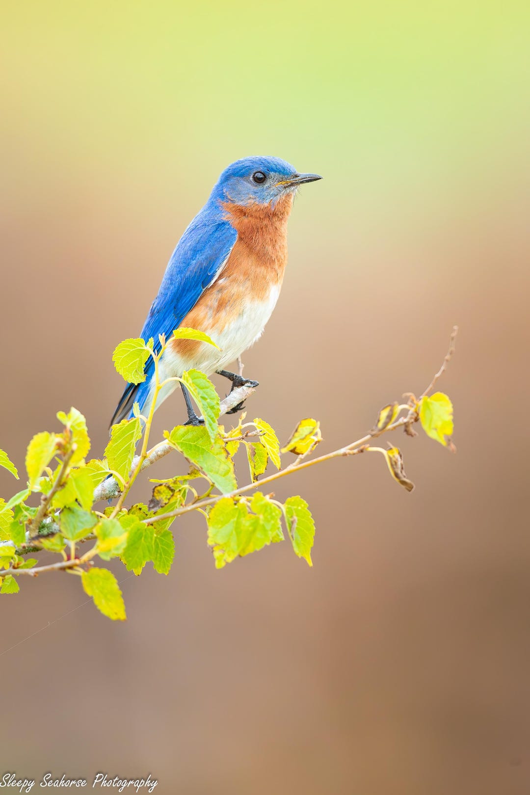 Bird Photography, Eastern Bluebird, Nature Photography, Bird Wall Decor ...