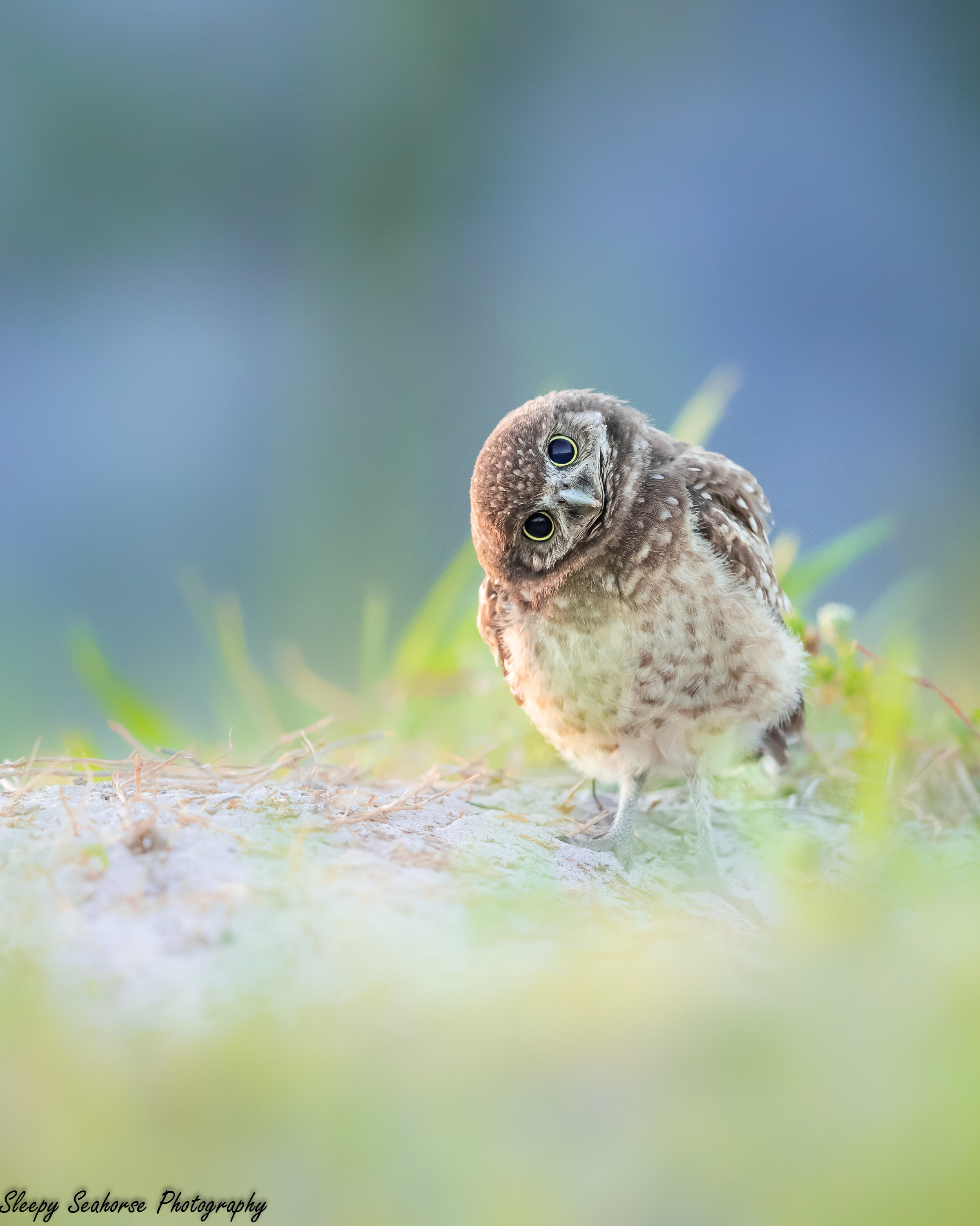 Cute Burrowing Owls