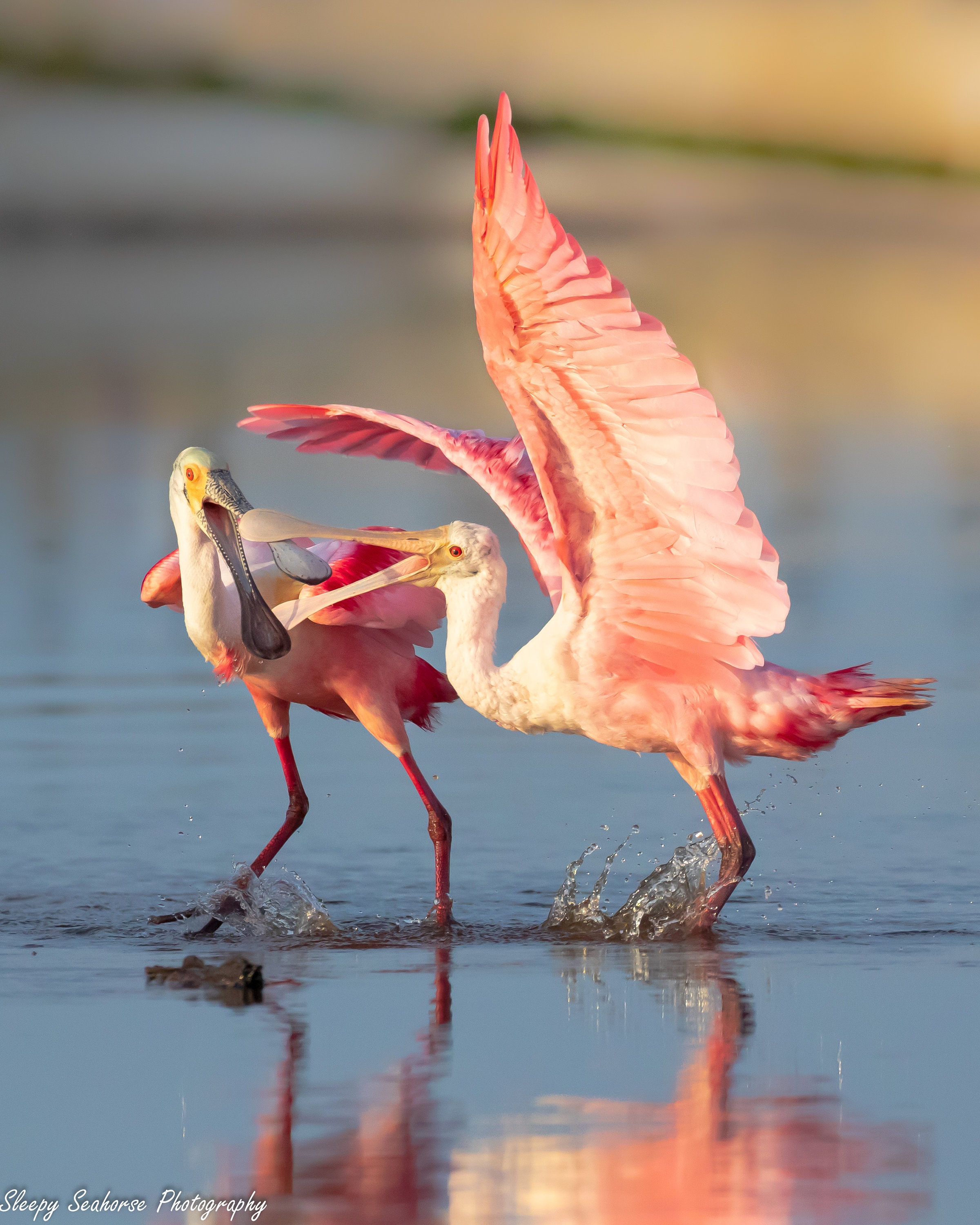 Roseate Spoonbill Bird Photography Florida Birds Beach - Etsy