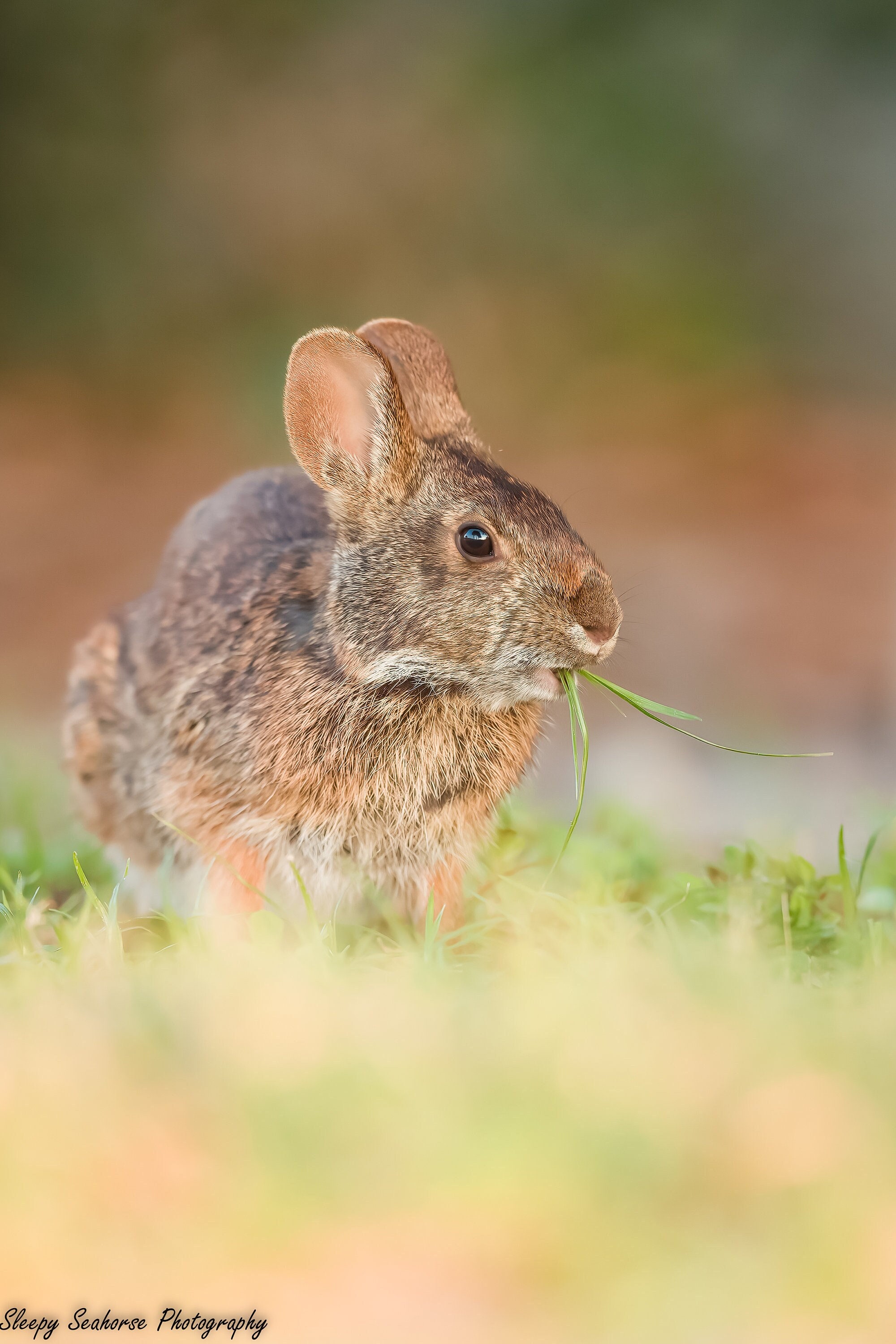 Florida Catching Rabbit