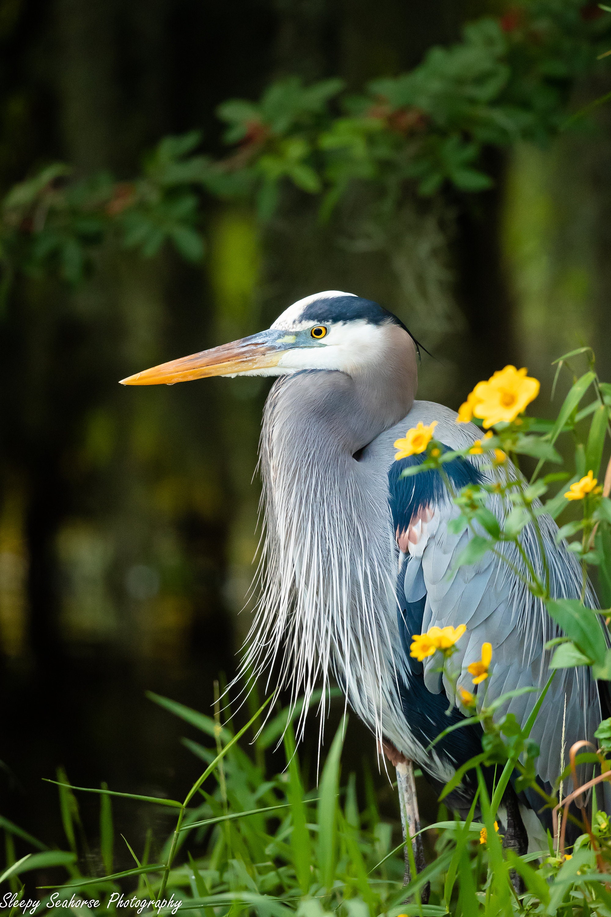 Bird Photography, Great Blue Heron, Florida Photography, Nature Print ...