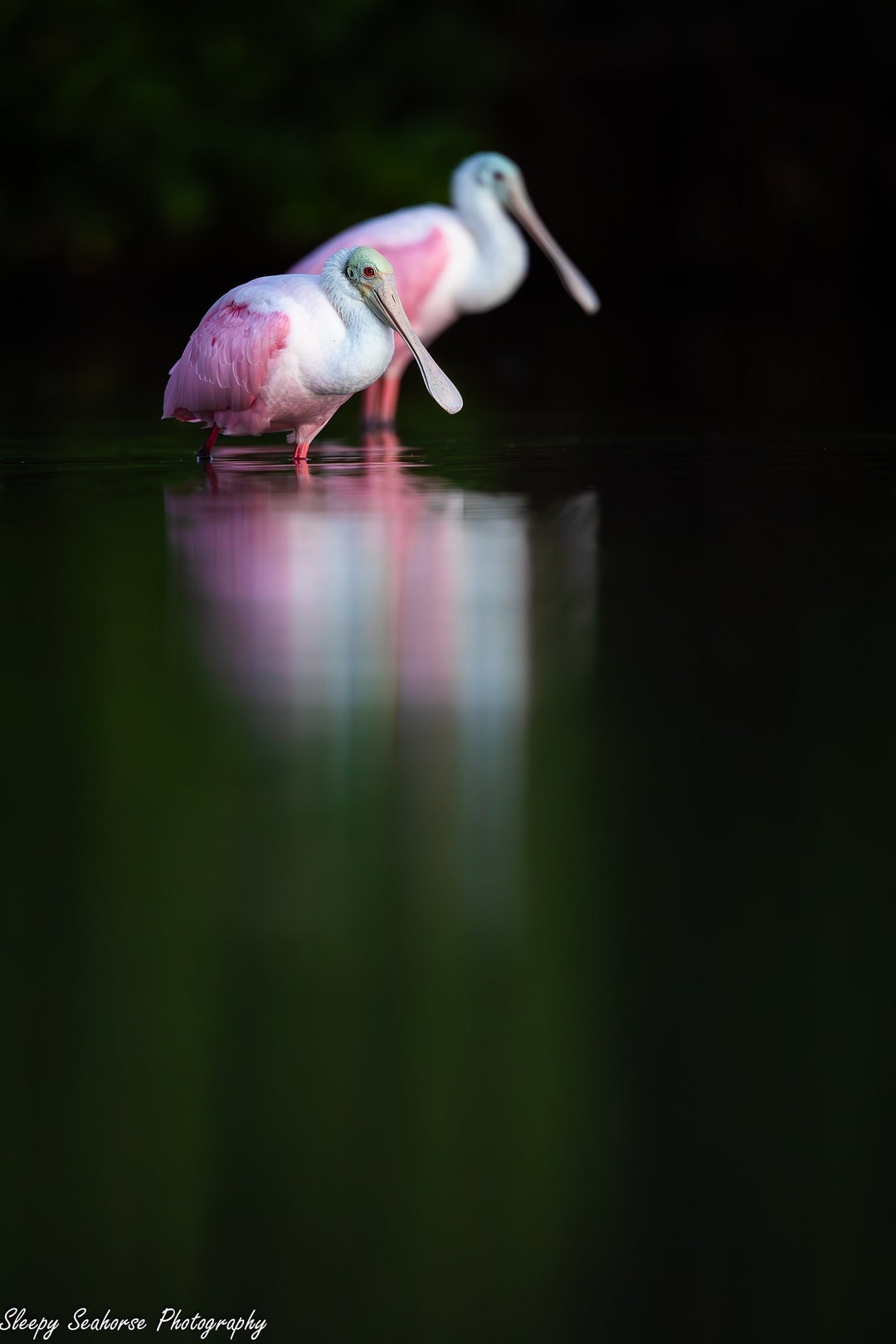 Roseate Spoonbills, Bird Photography, Beach Decor, Pink Birds, Florida ...