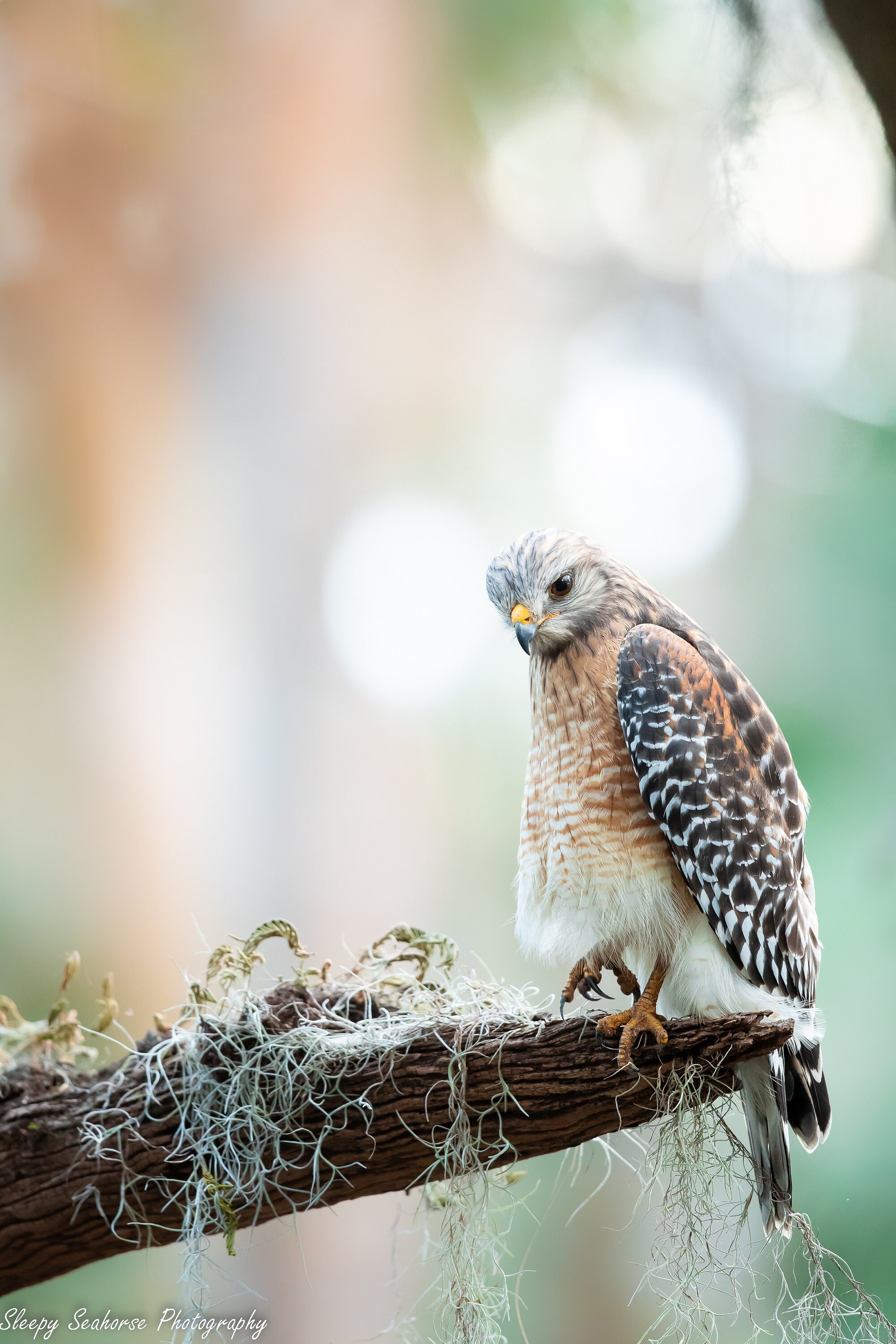 Baby Red Shouldered Hawk