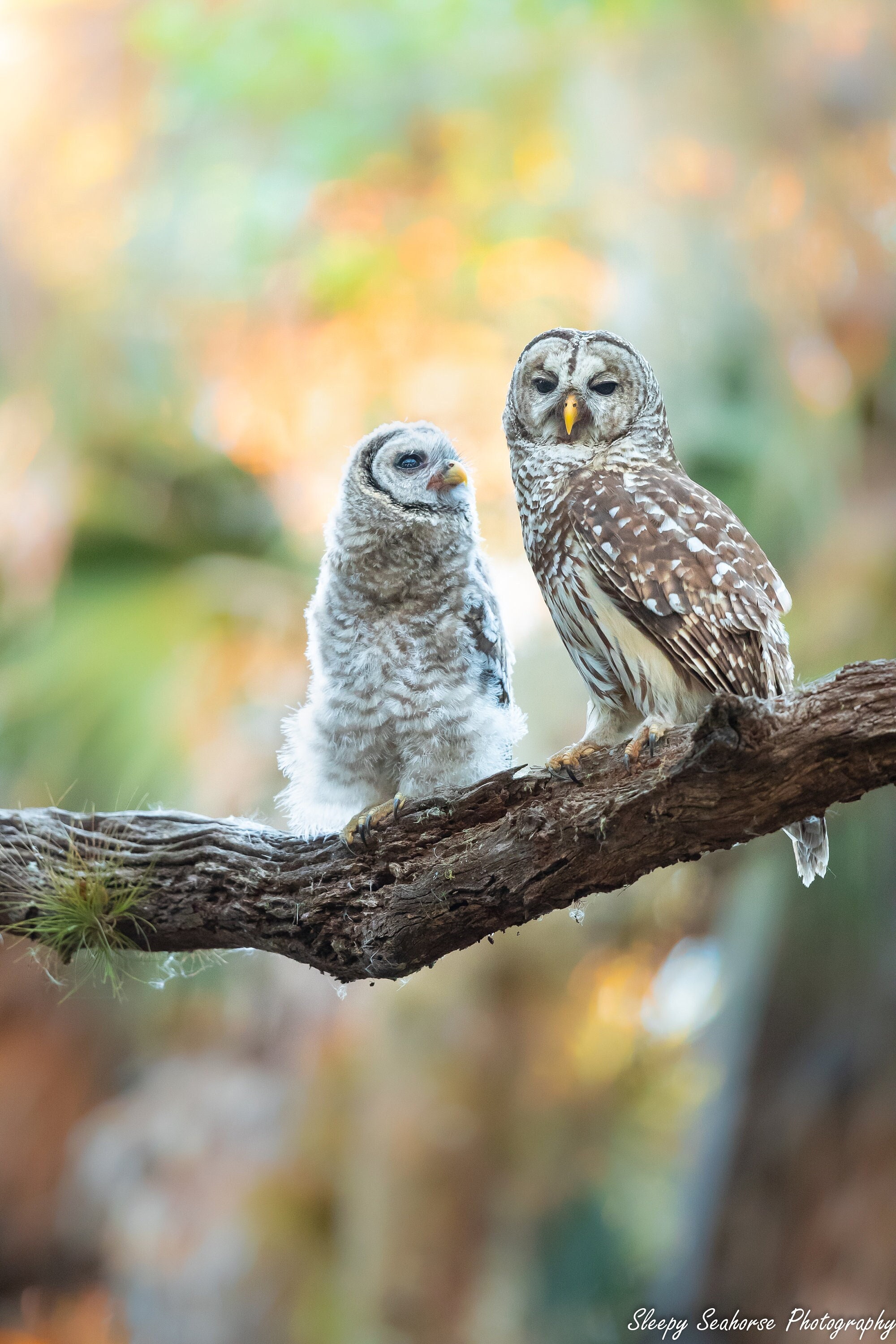 Striped Owl Baby