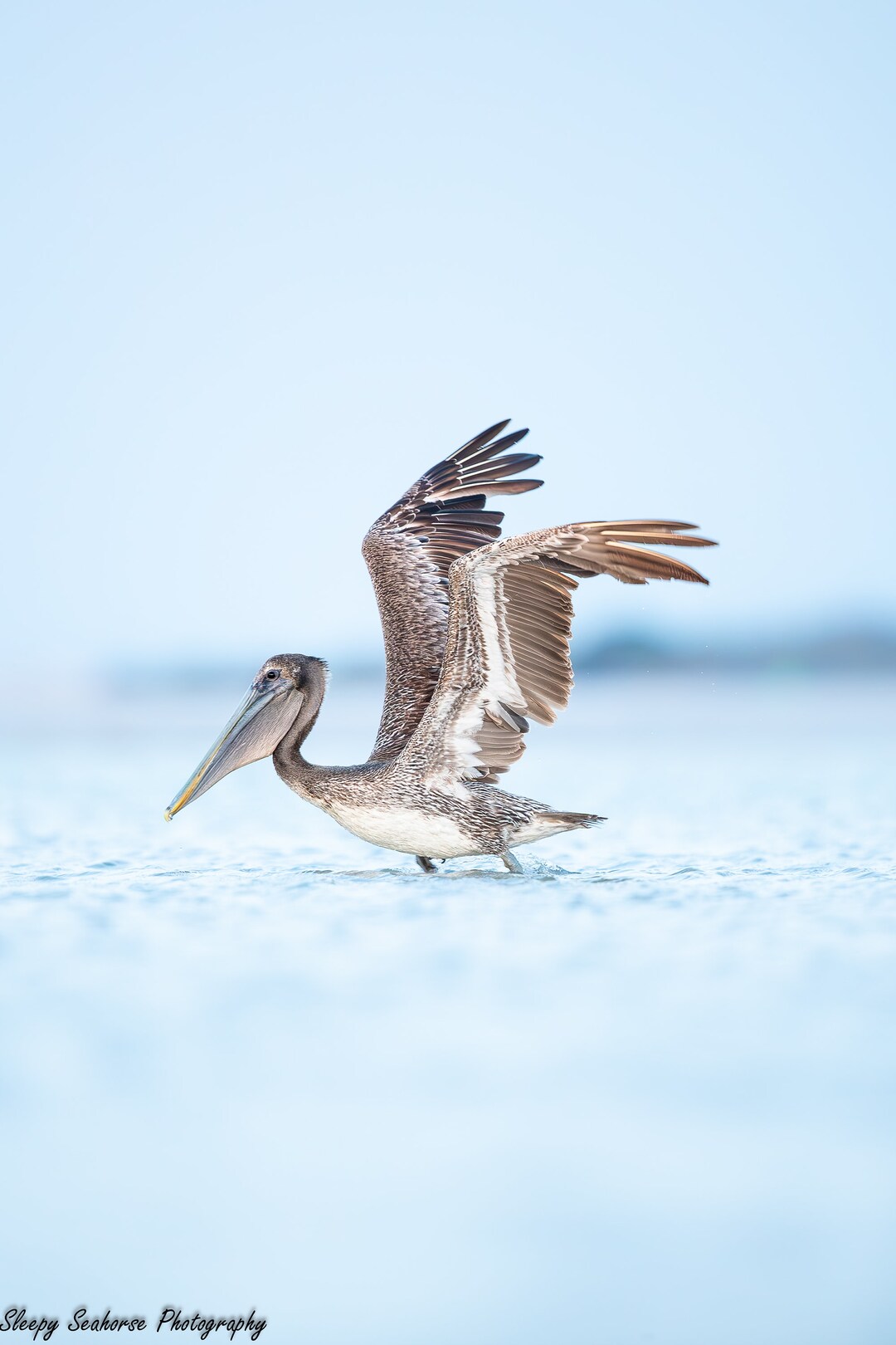 Pelican Print, Bird Photography, Beach Decor, Pelican in Flight ...