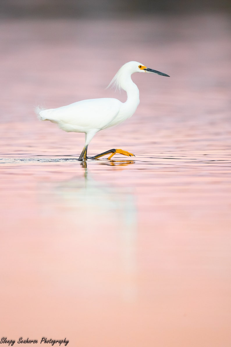 Photography Pensacola Florida Photograph // White Bird Print // Bird ...