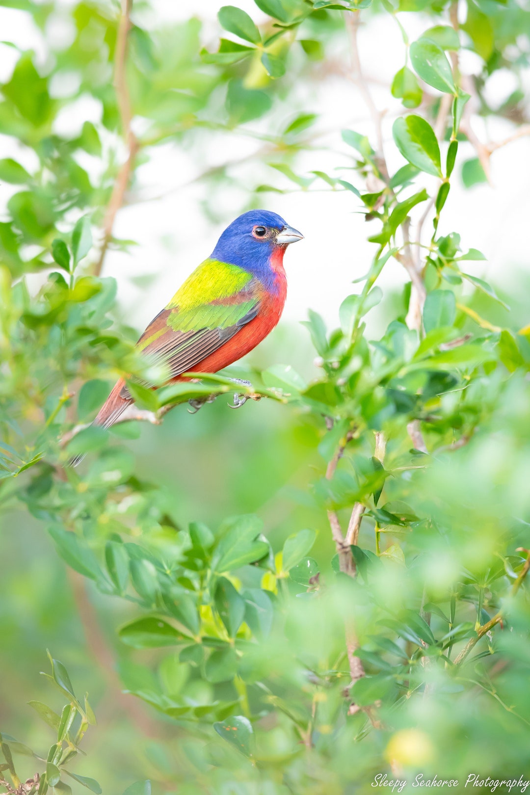 Bird Photography, Male Painted Bunting, Florida Bird, Nature Photo ...