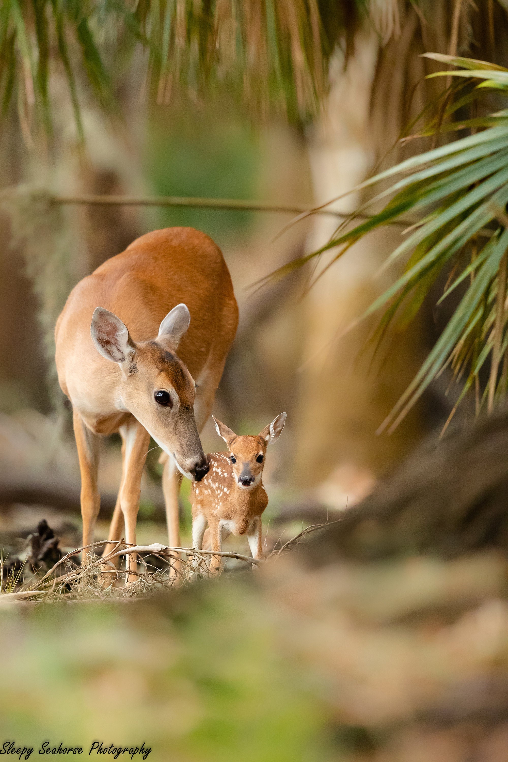 Baby Deer And Mother