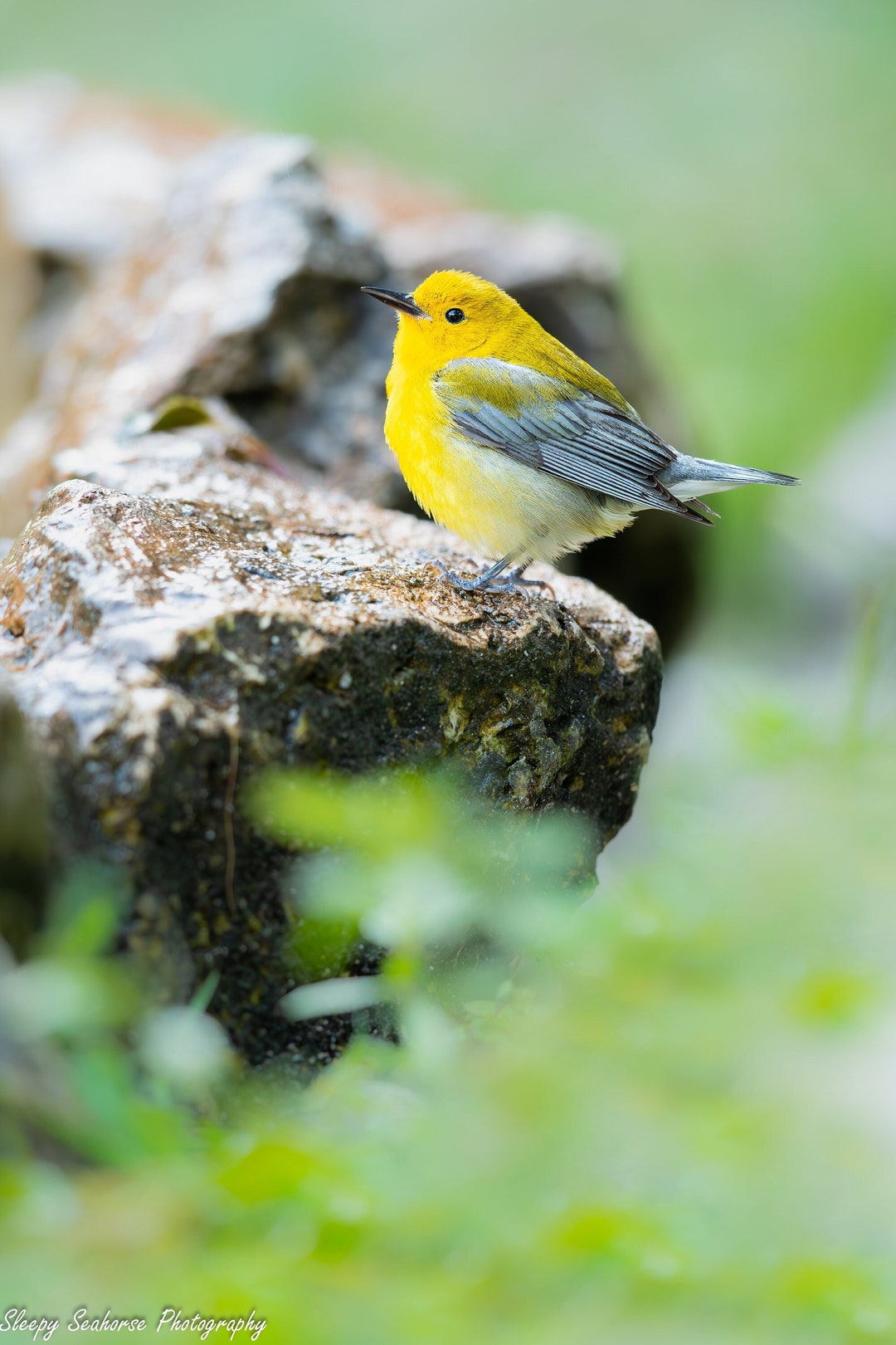 Prothonotary Warbler Print, Yellow Birds, Songbird Photo, Metal Prints ...