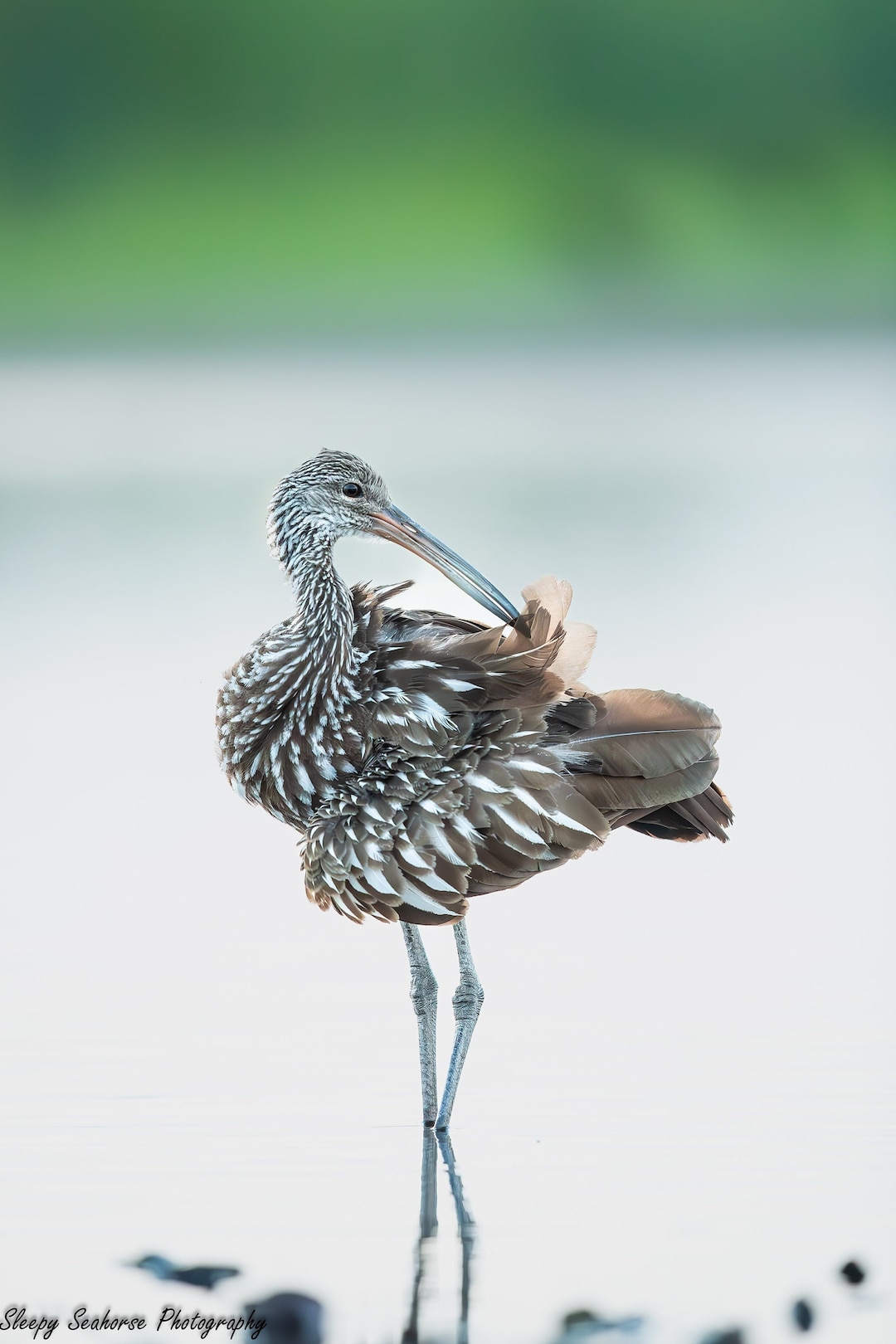 Florida Bird Photography, Limpkin, Wading Birds, Beach Decor, Coastal ...