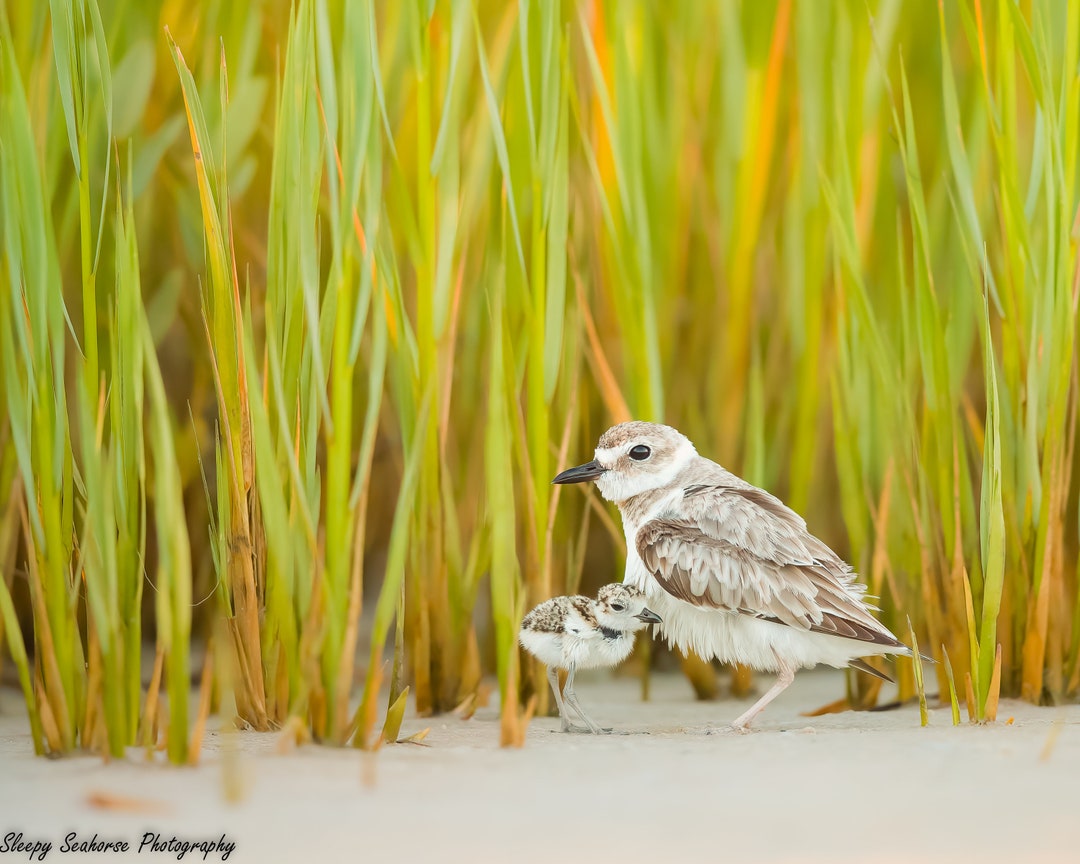 Bird Photography, Florida Birds, Wilson's Plover, Plover Chick, Coastal ...