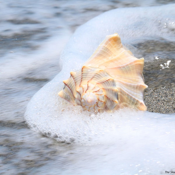 Florida Whelk Shell - Etsy