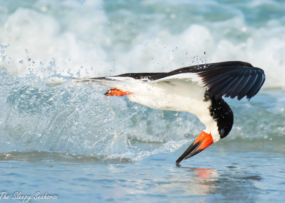 Black Skimmer in Flight, Bird Photography, Skimmer Photo, Skimmer Print ...