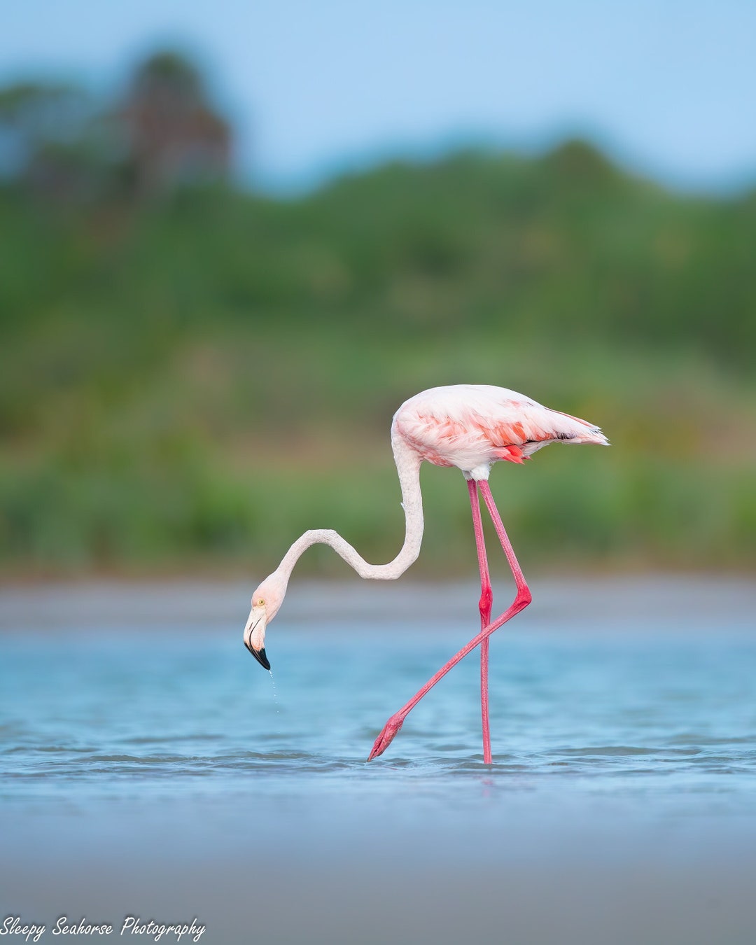 American Flamingo, Florida Birds, Beach Photography, Beach Wall Art ...