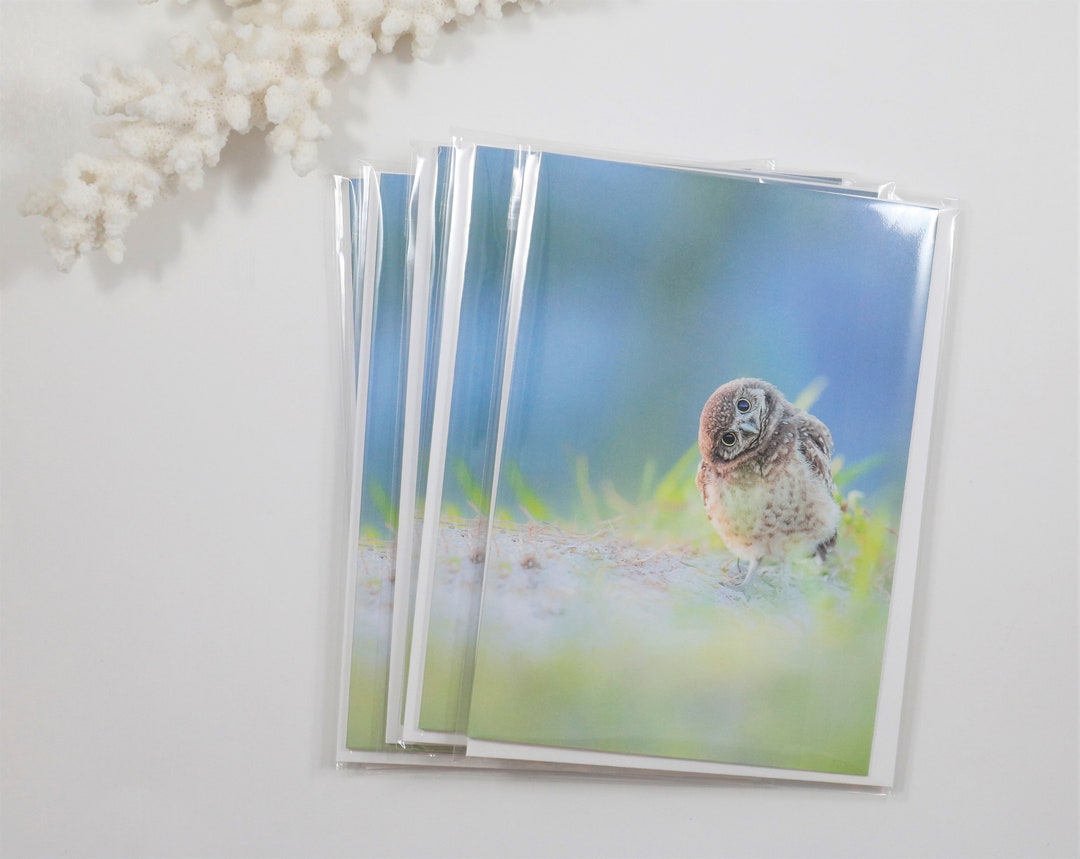 Burrowing Owl Note Cards, Set of 5 Bird Notecards, Blank Cards, Owl ...