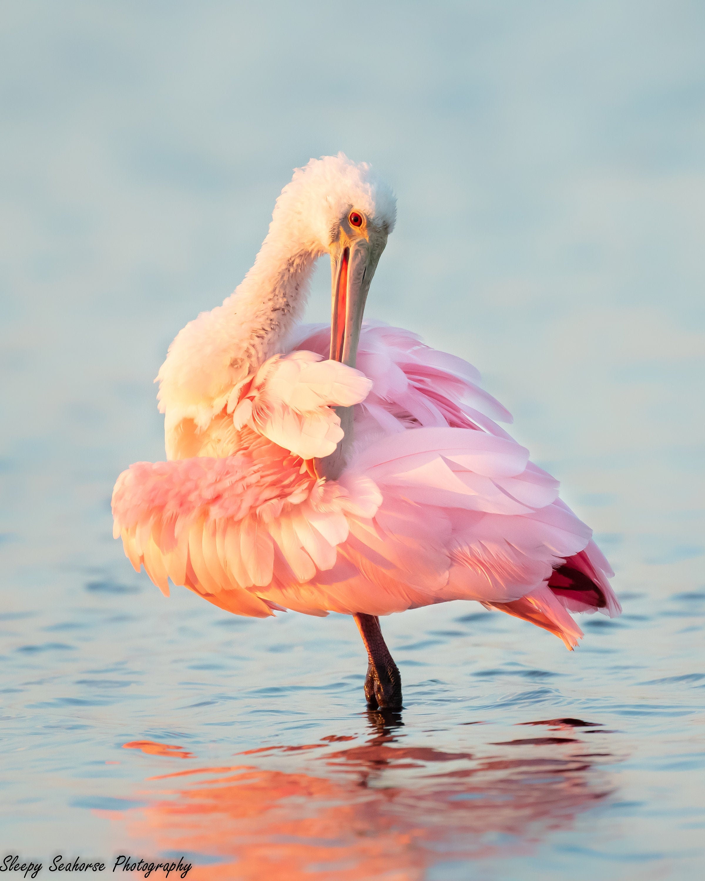 Florida Pink Flamingos Photography